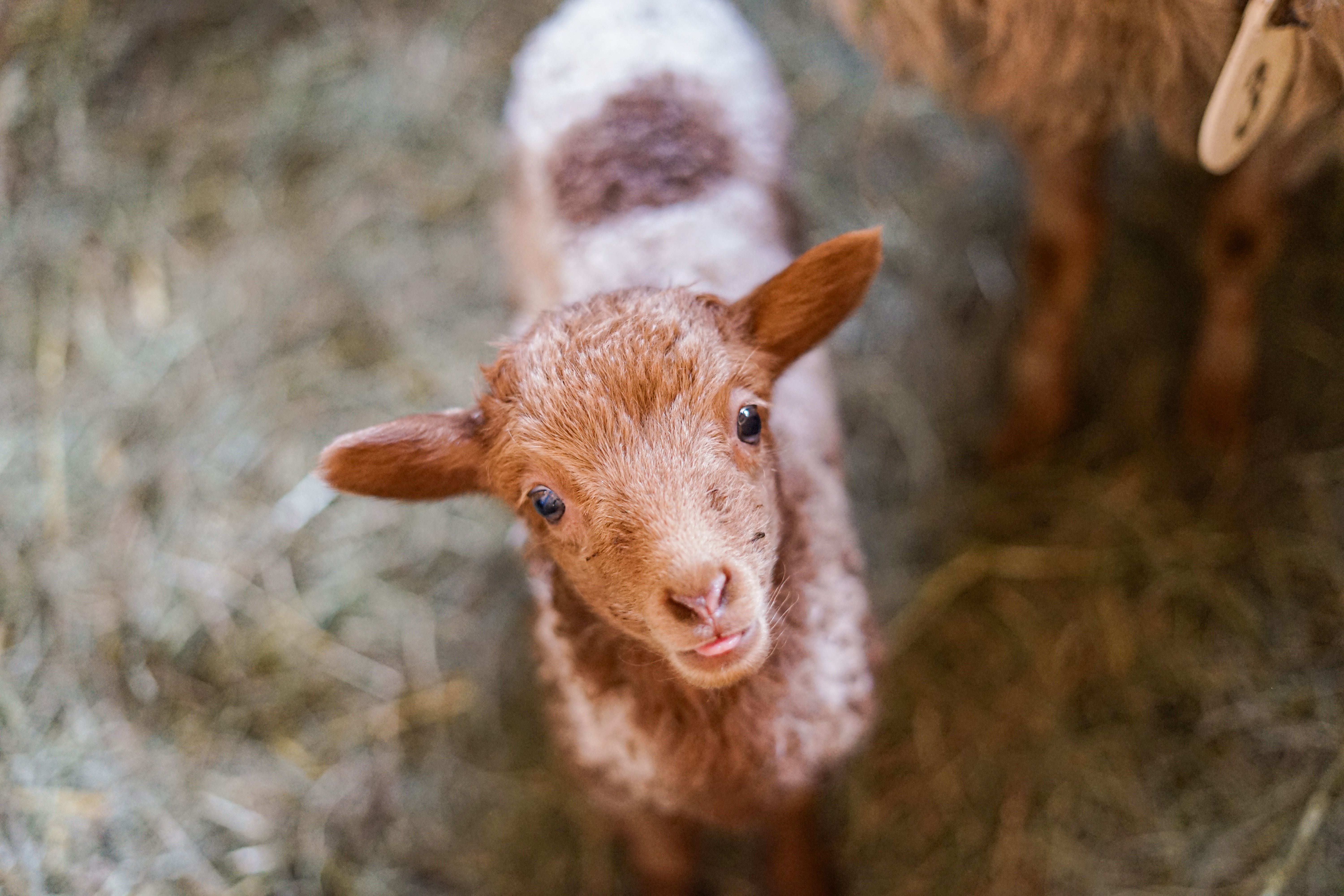 Close-Up Shot of Brown Animal · Free Stock Photo