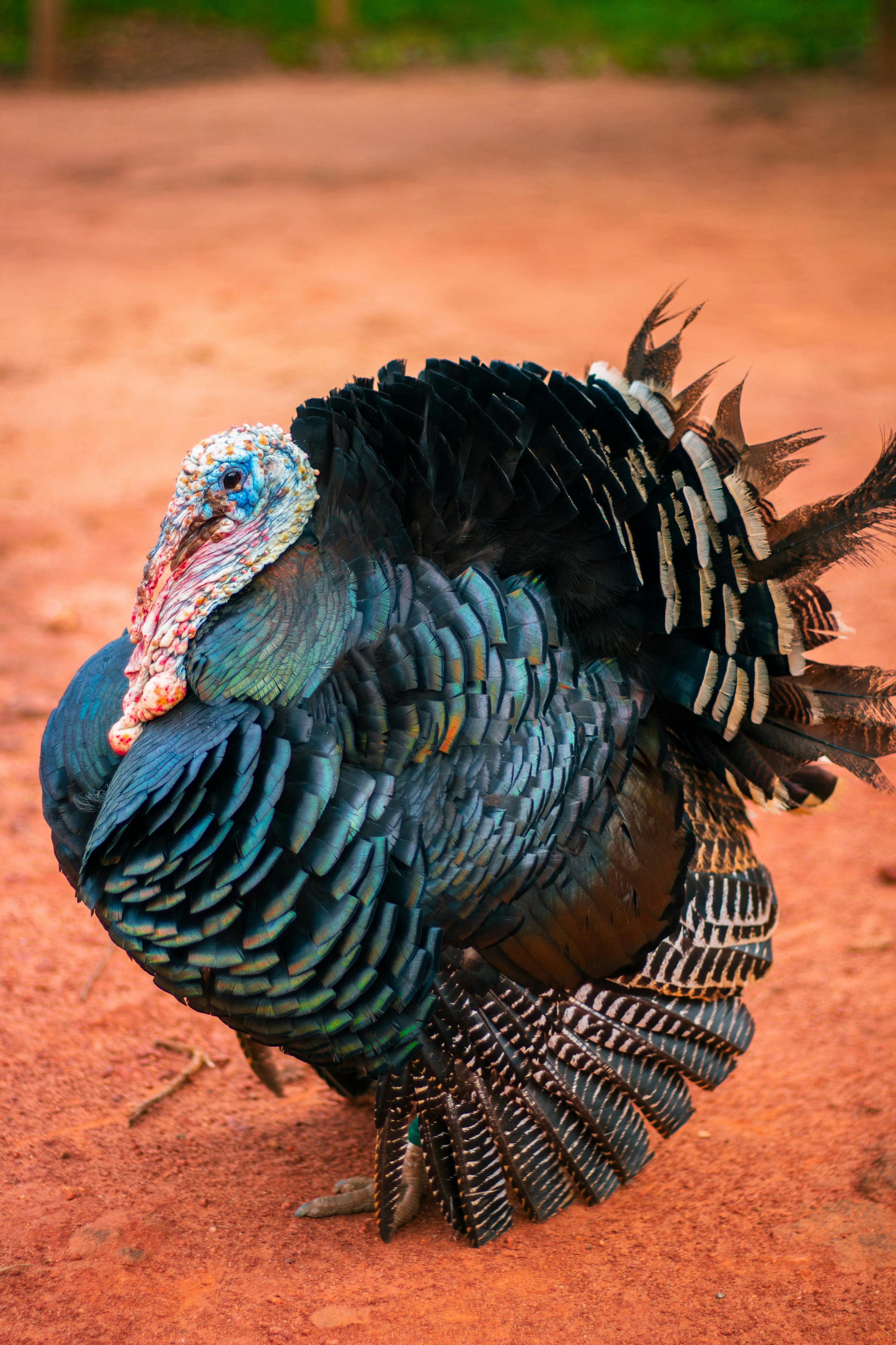 Wild Turkey · Free Stock Photo