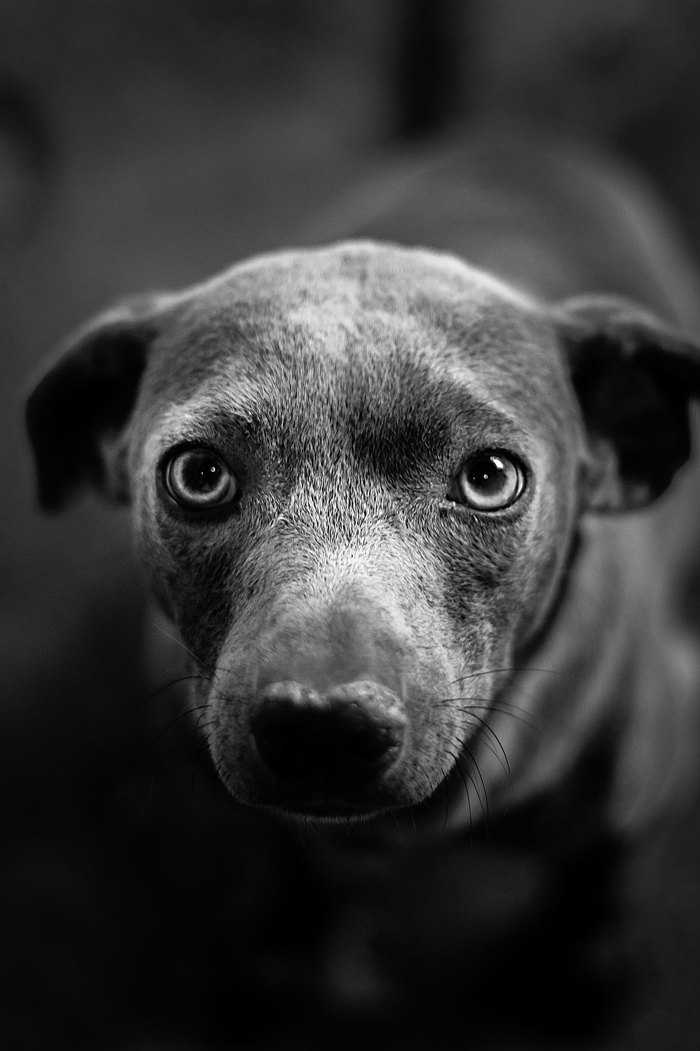 Woman Standing with Dog near Wall · Free Stock Photo