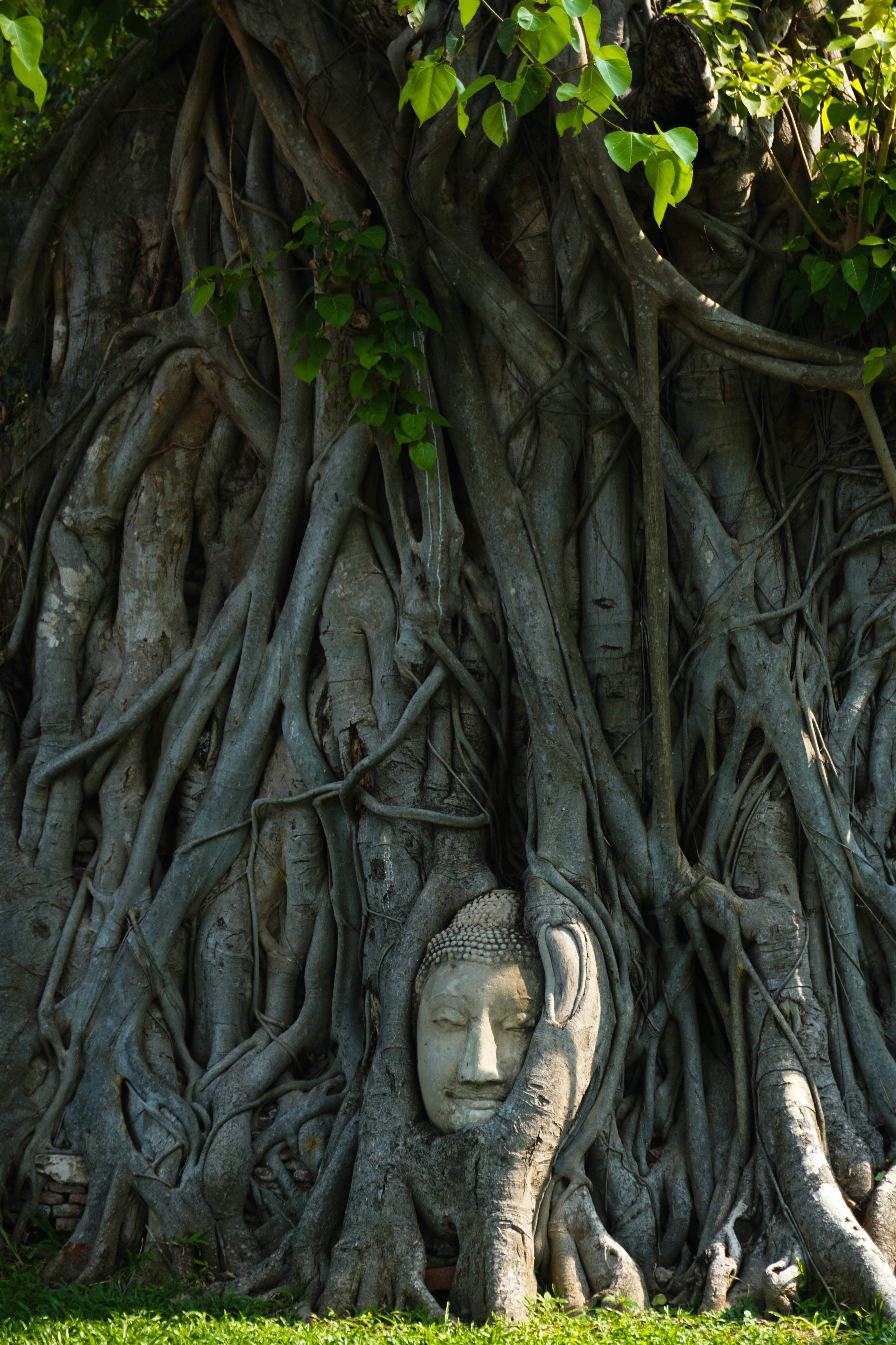 Gray Tree Roots and Trunks with Ancient Head Sculpture · Free Stock Photo