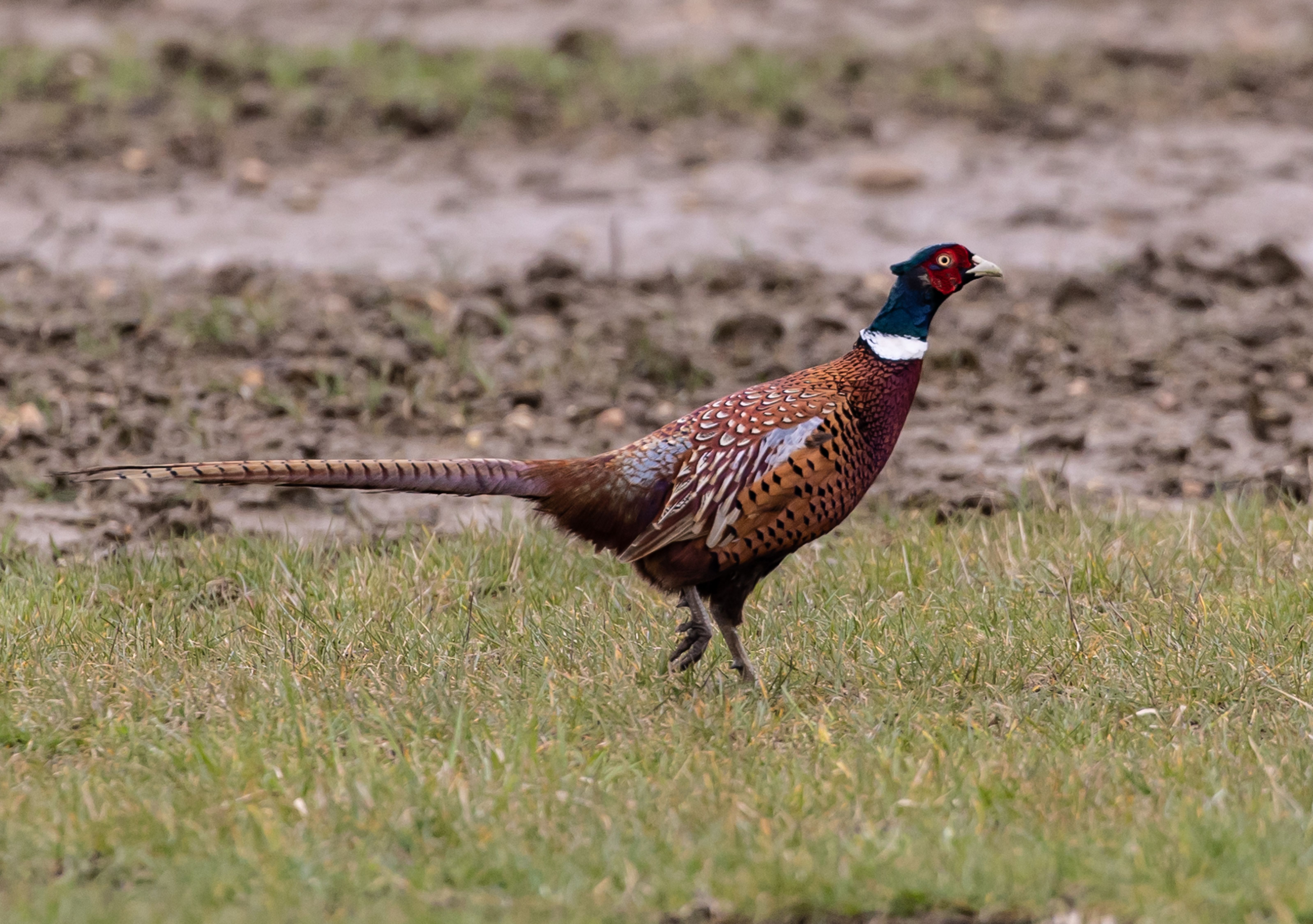 Pheasant Profile Photos, Download The BEST Free Pheasant Profile Stock ...