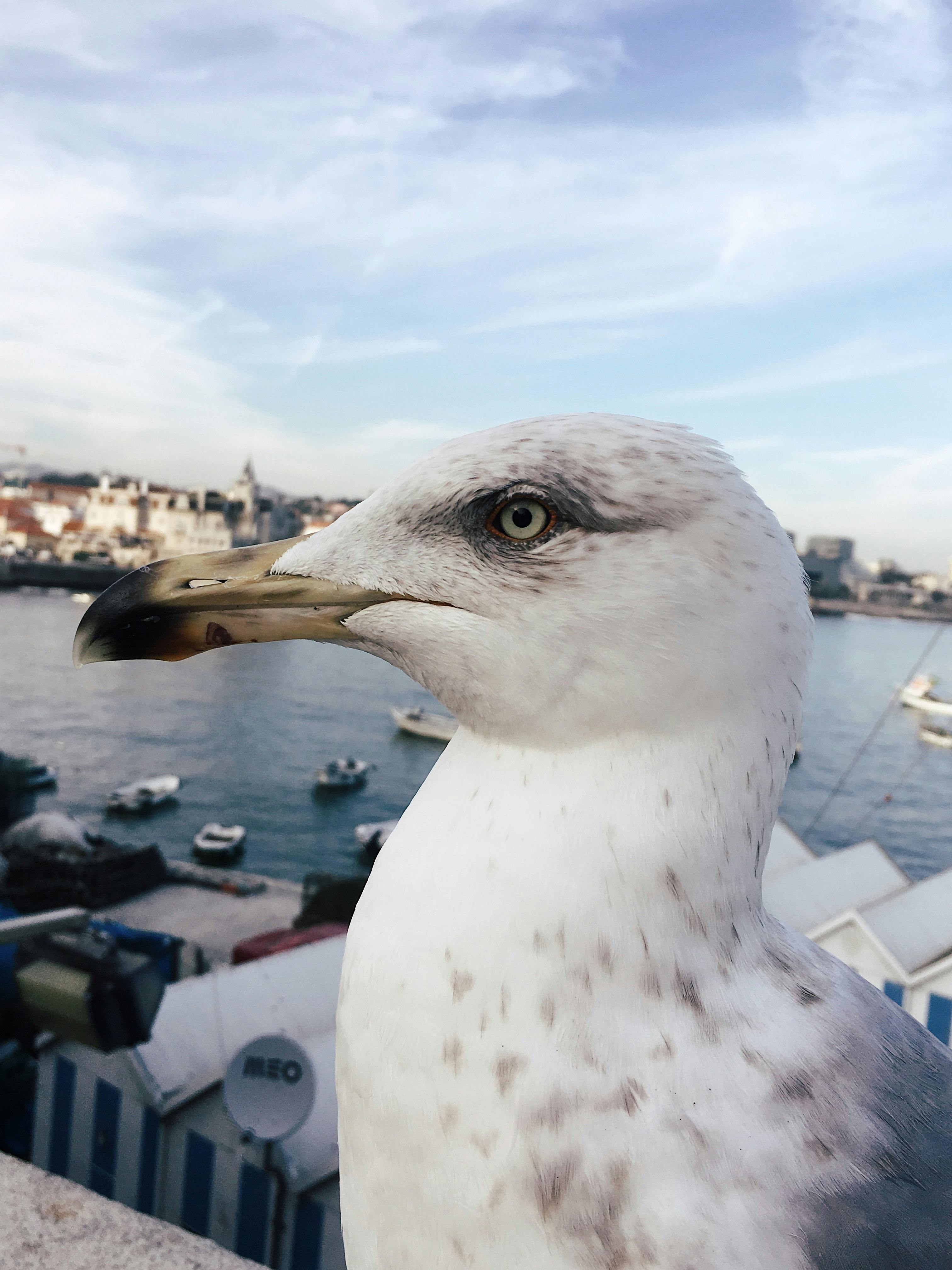 Curious Falcon Looking at Ca · Free Stock Photo