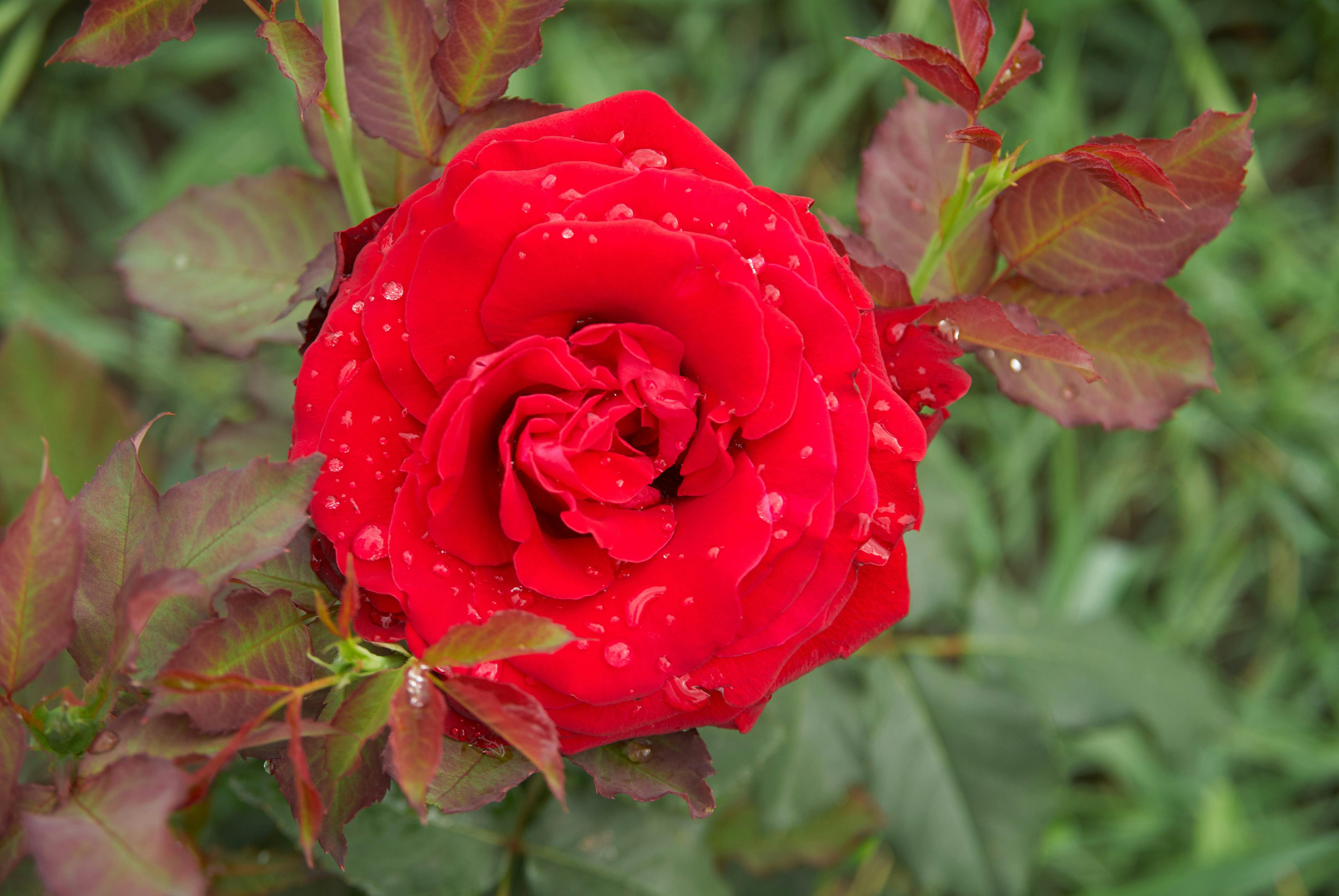 A Close-Up Shot of a Red Rose · Free Stock Photo
