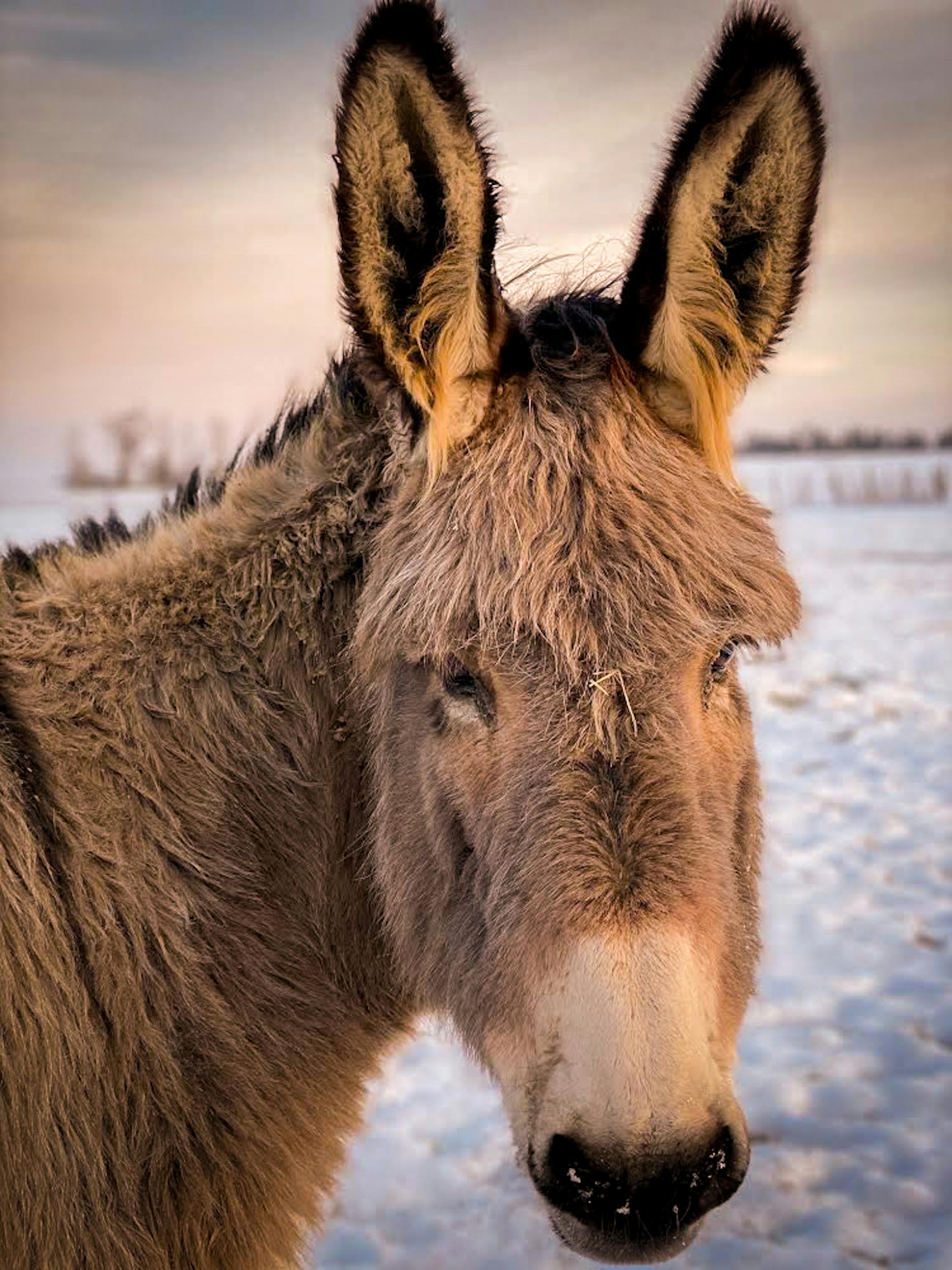 Brown Donkey in Close Up Shot · Free Stock Photo