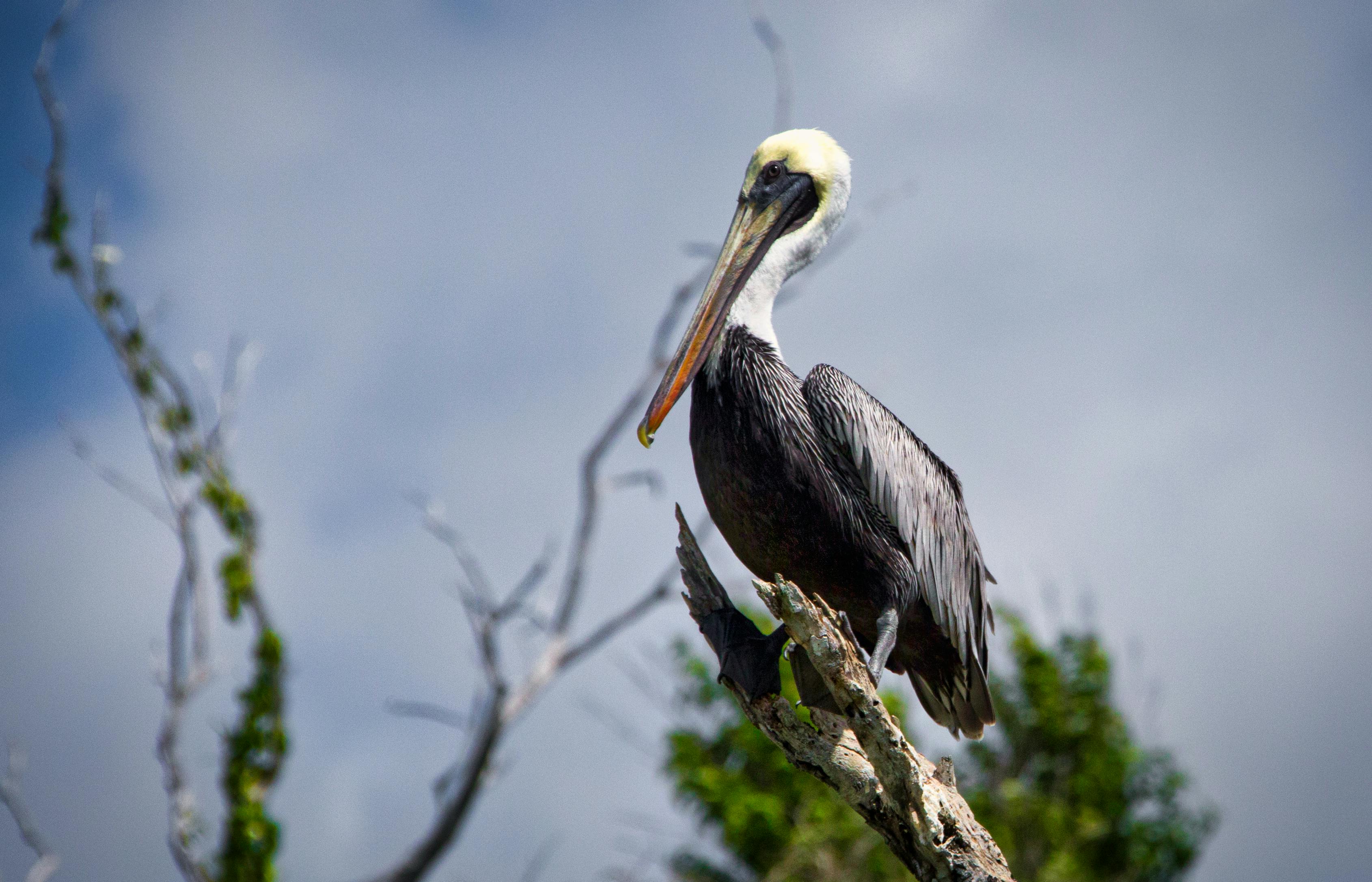 Big Bird Resting on a Tree Branch · Free Stock Photo