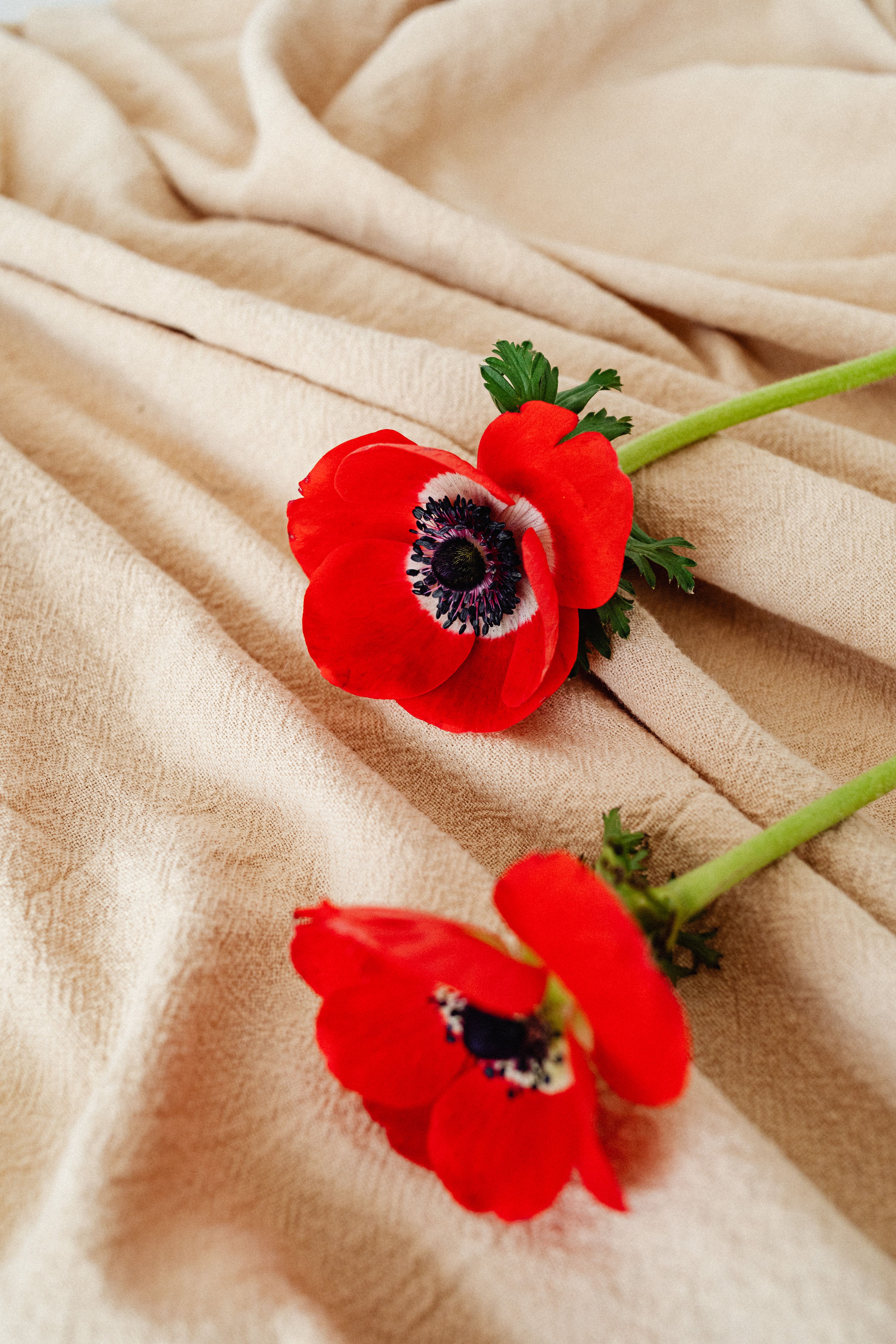 Two Poppies Photos, Download The BEST Free Two Poppies Stock Photos ...