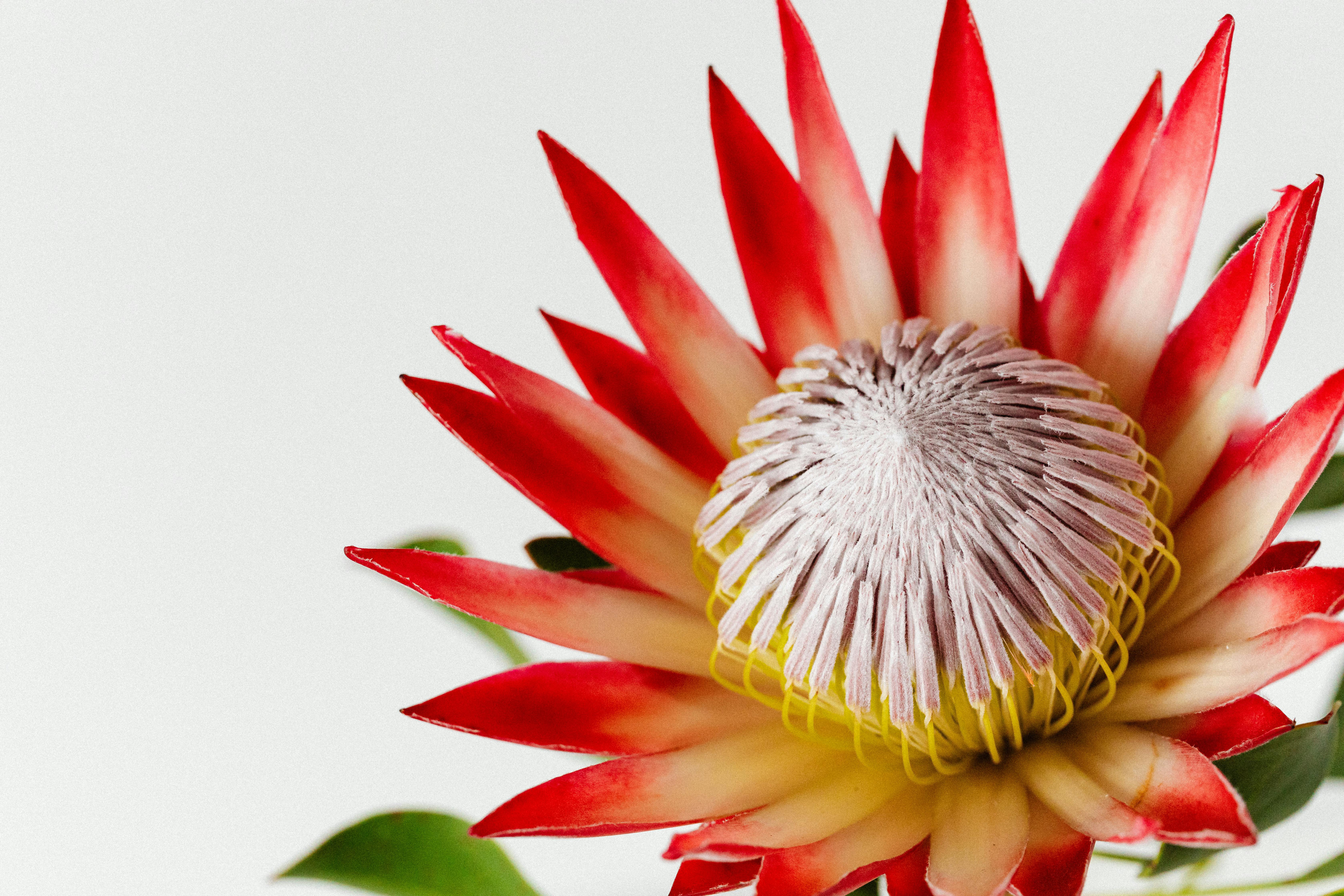 White and Red Flower in Close Up Photography · Free Stock Photo