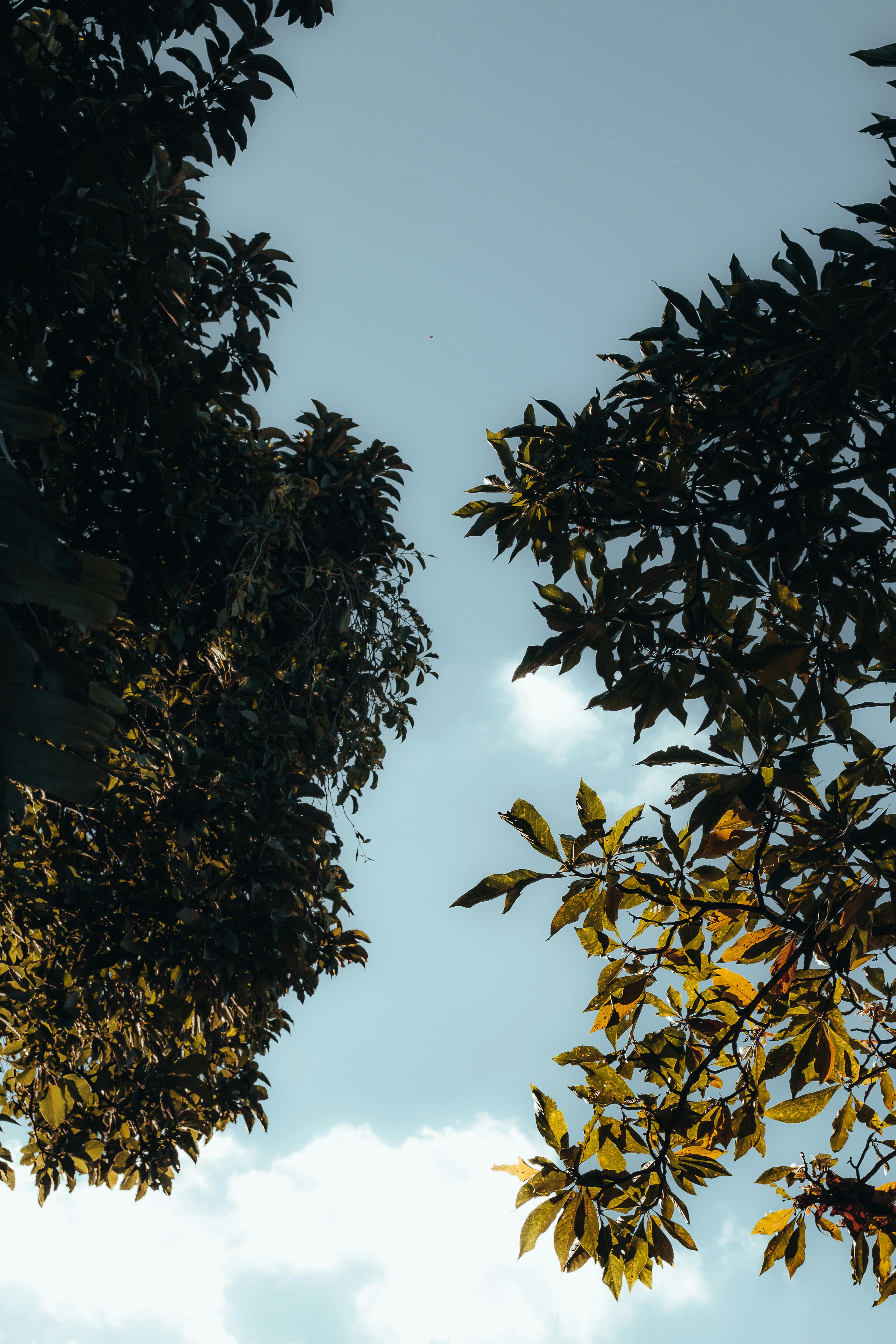 Low Angle Shot of Trees · Free Stock Photo