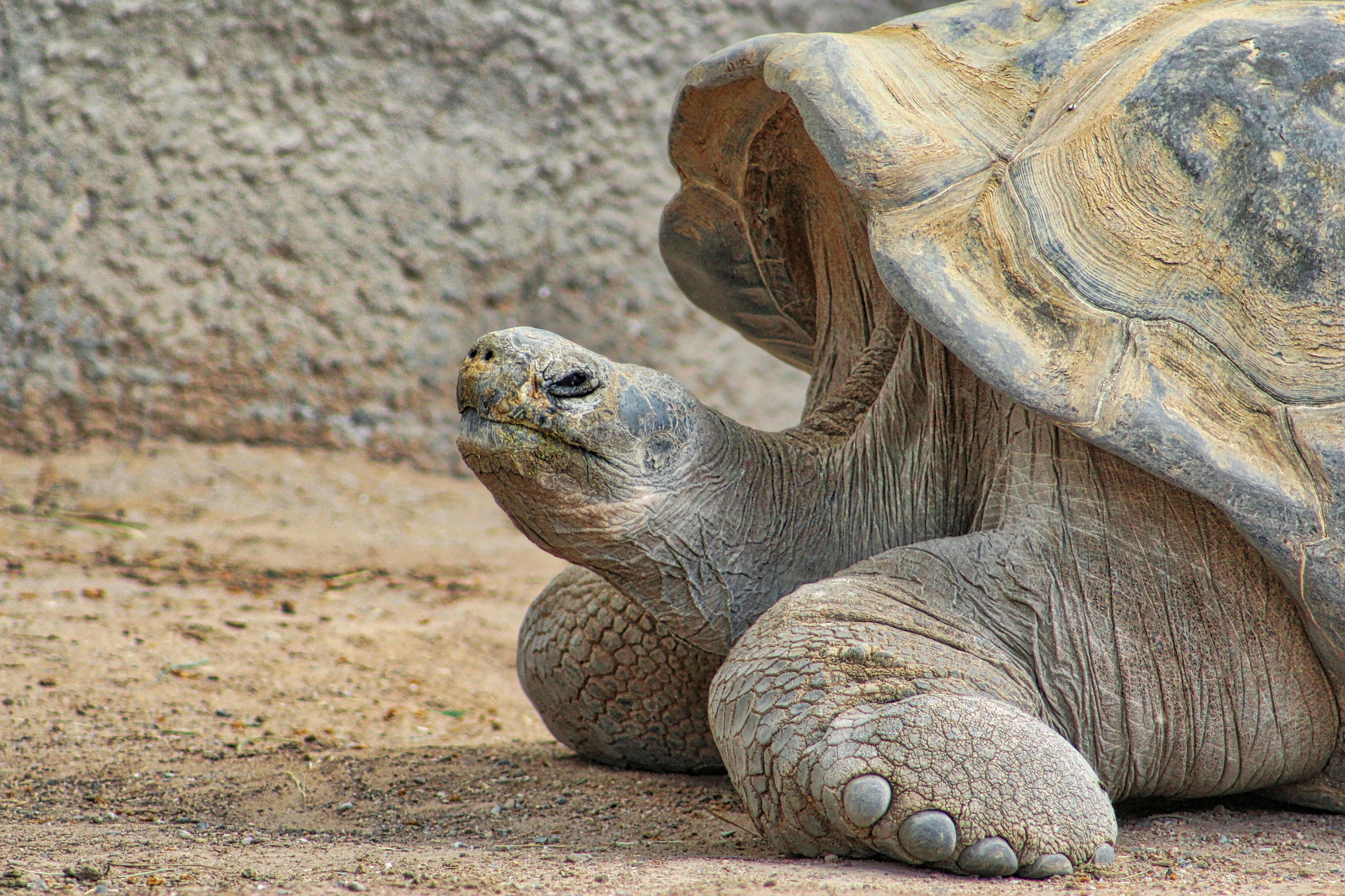 Free stock photo of tortoise