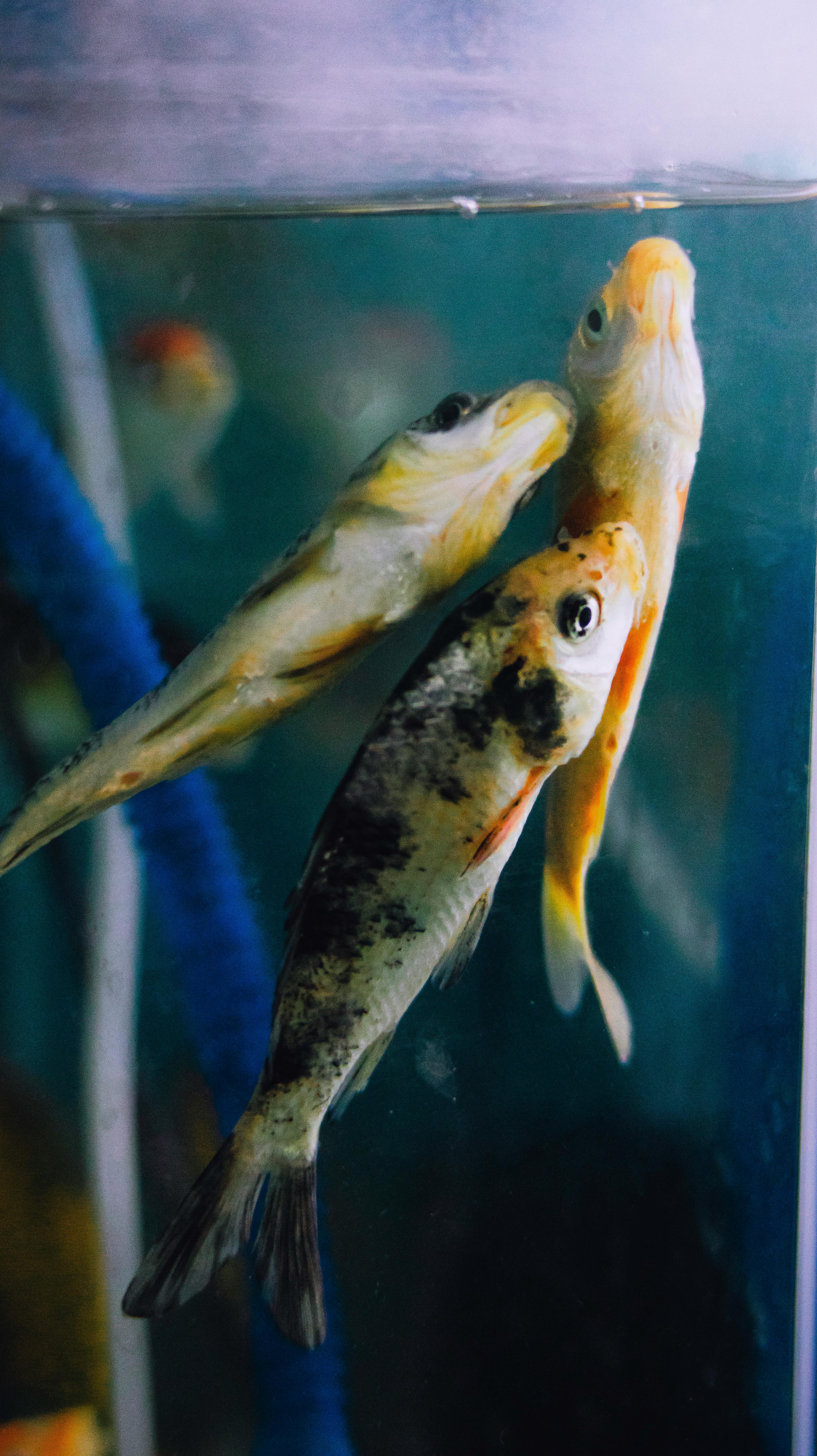 Little fishes swimming in clean water of aquarium · Free Stock Photo