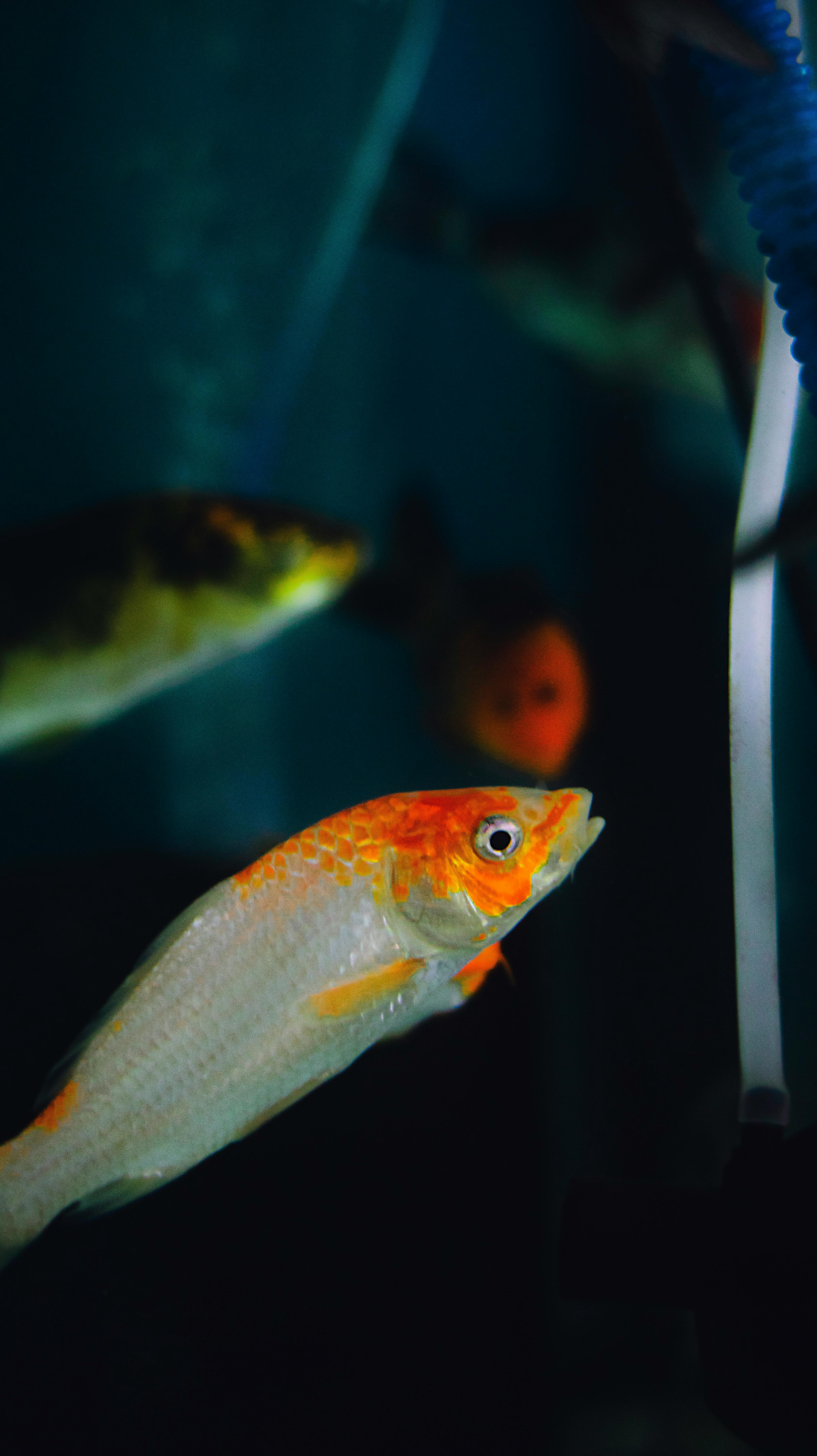 Tiny shiny goldfish swimming in water of aquarium · Free Stock Photo