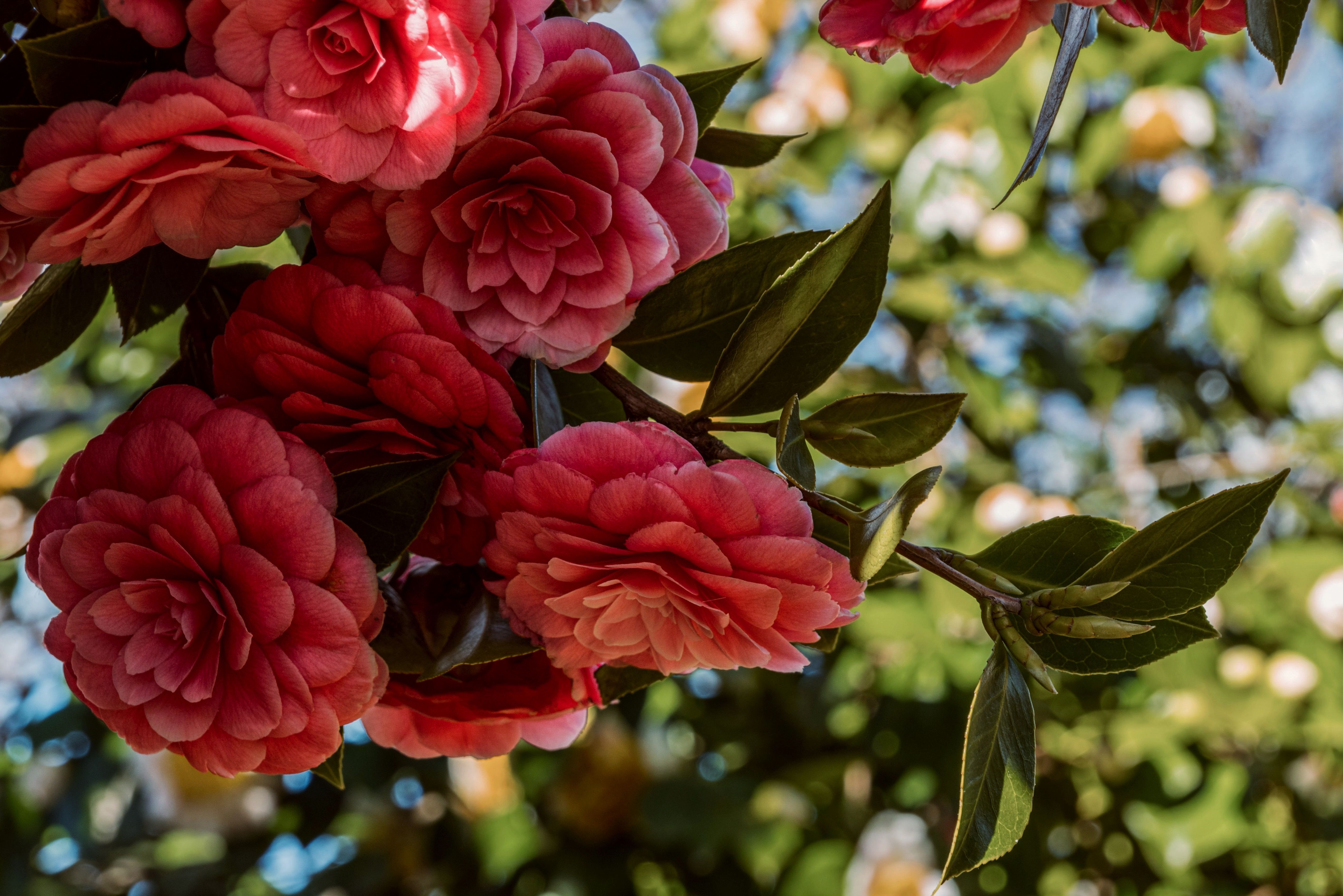 Red Flowers in Bloom · Free Stock Photo