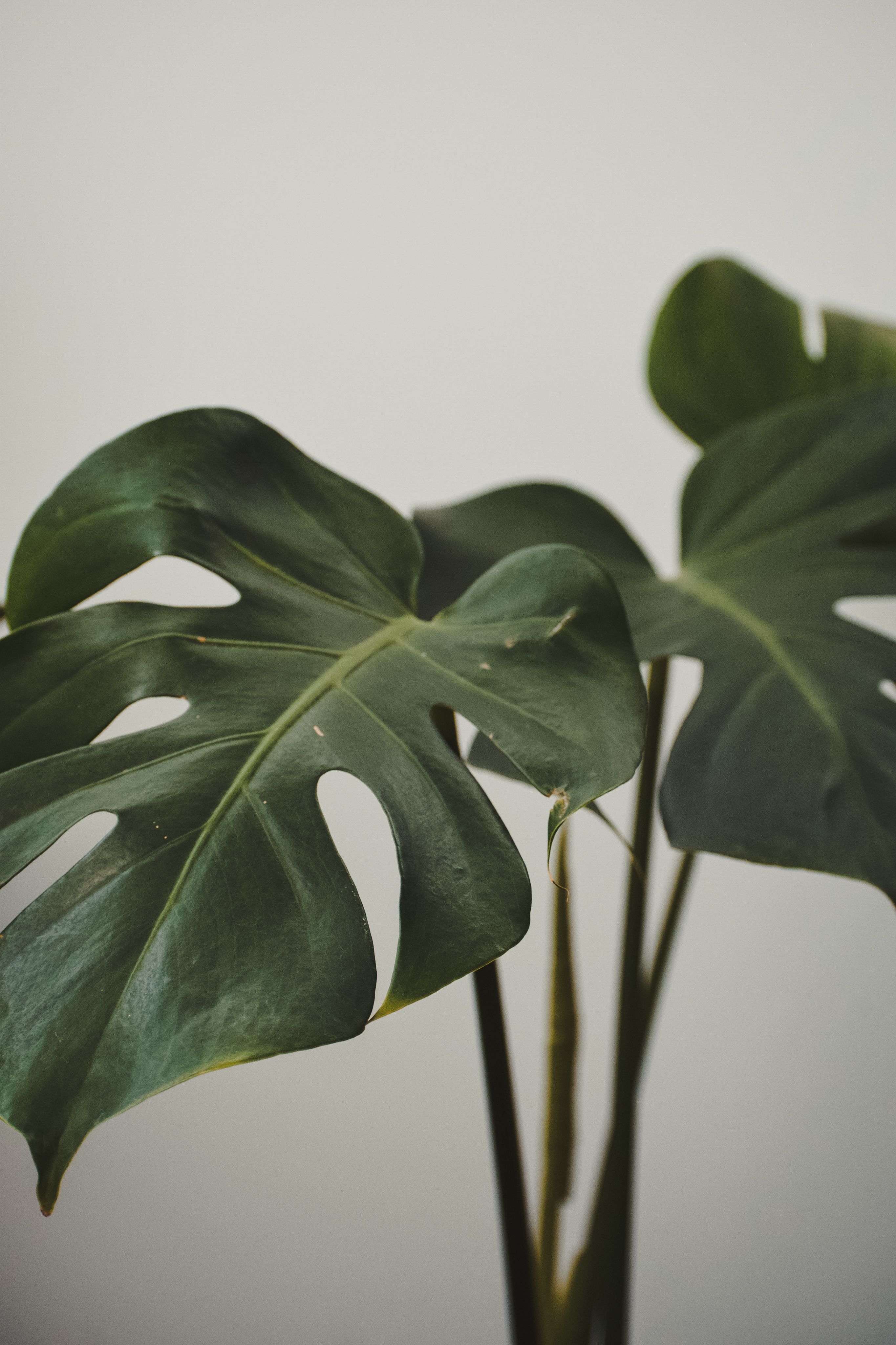 Eucalyptus with green foliage in pot on table · Free Stock Photo
