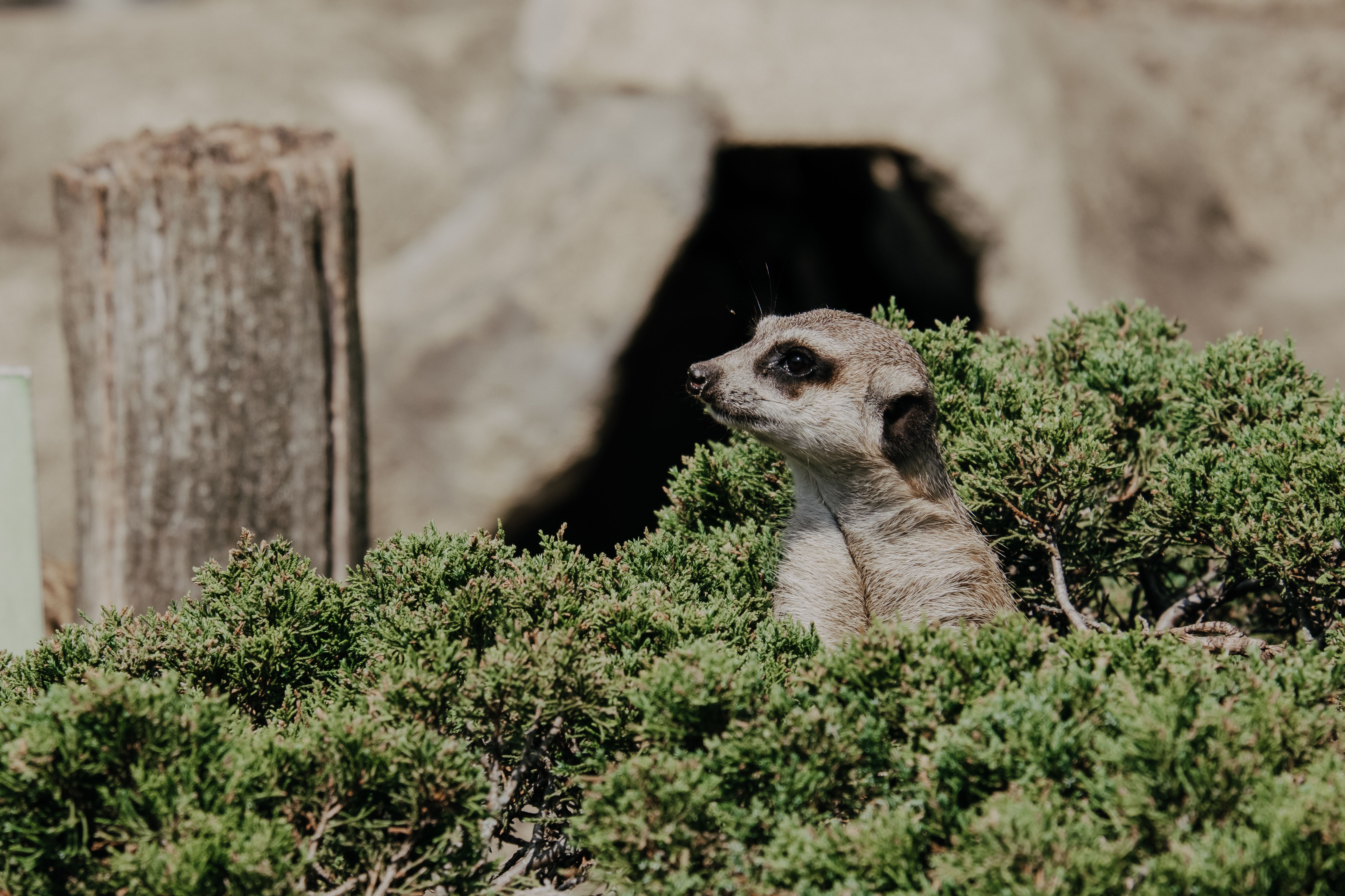 Brown and Gray Rodent Selective Focus Photo · Free Stock Photo