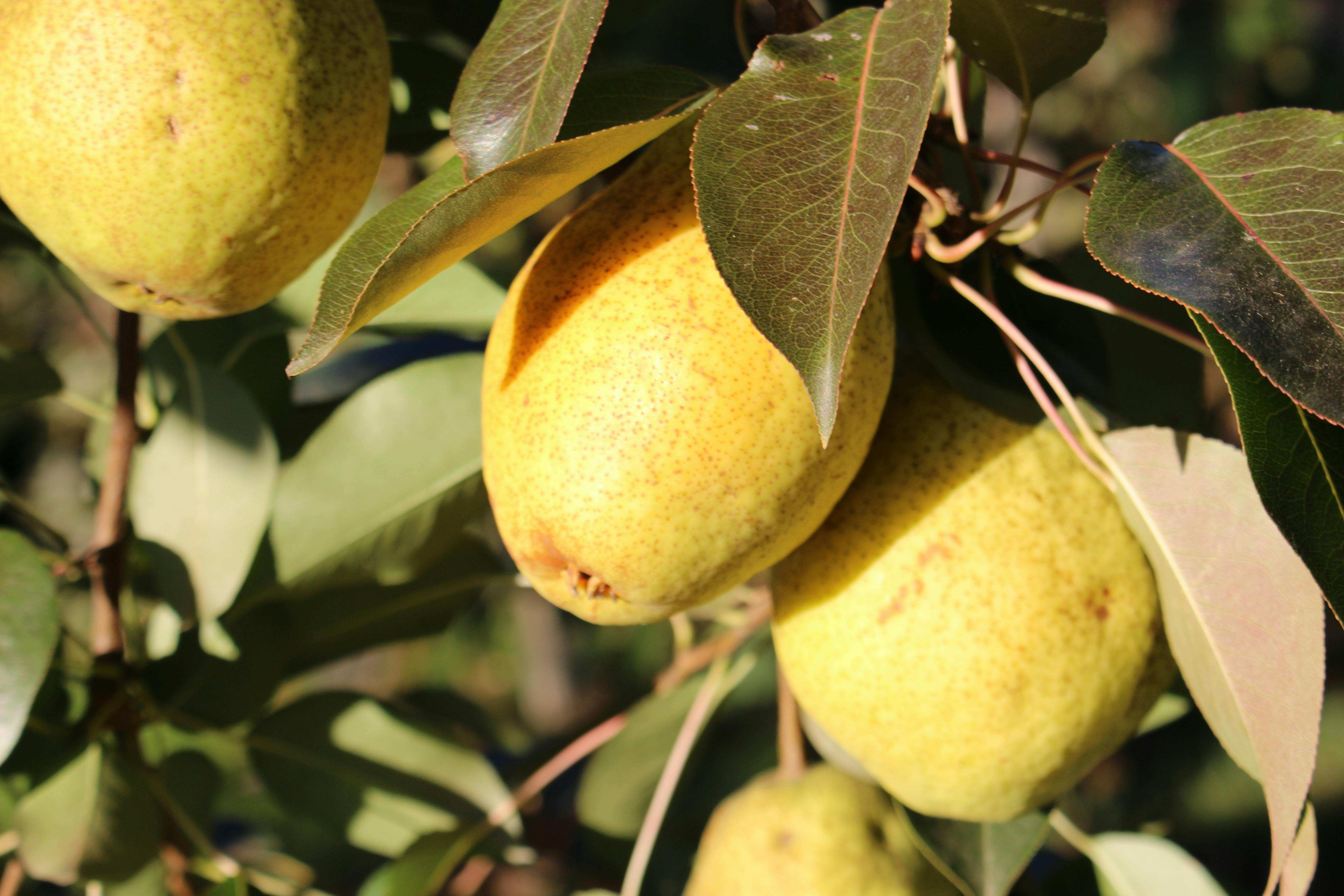 Free stock photo of macro, pear, plant