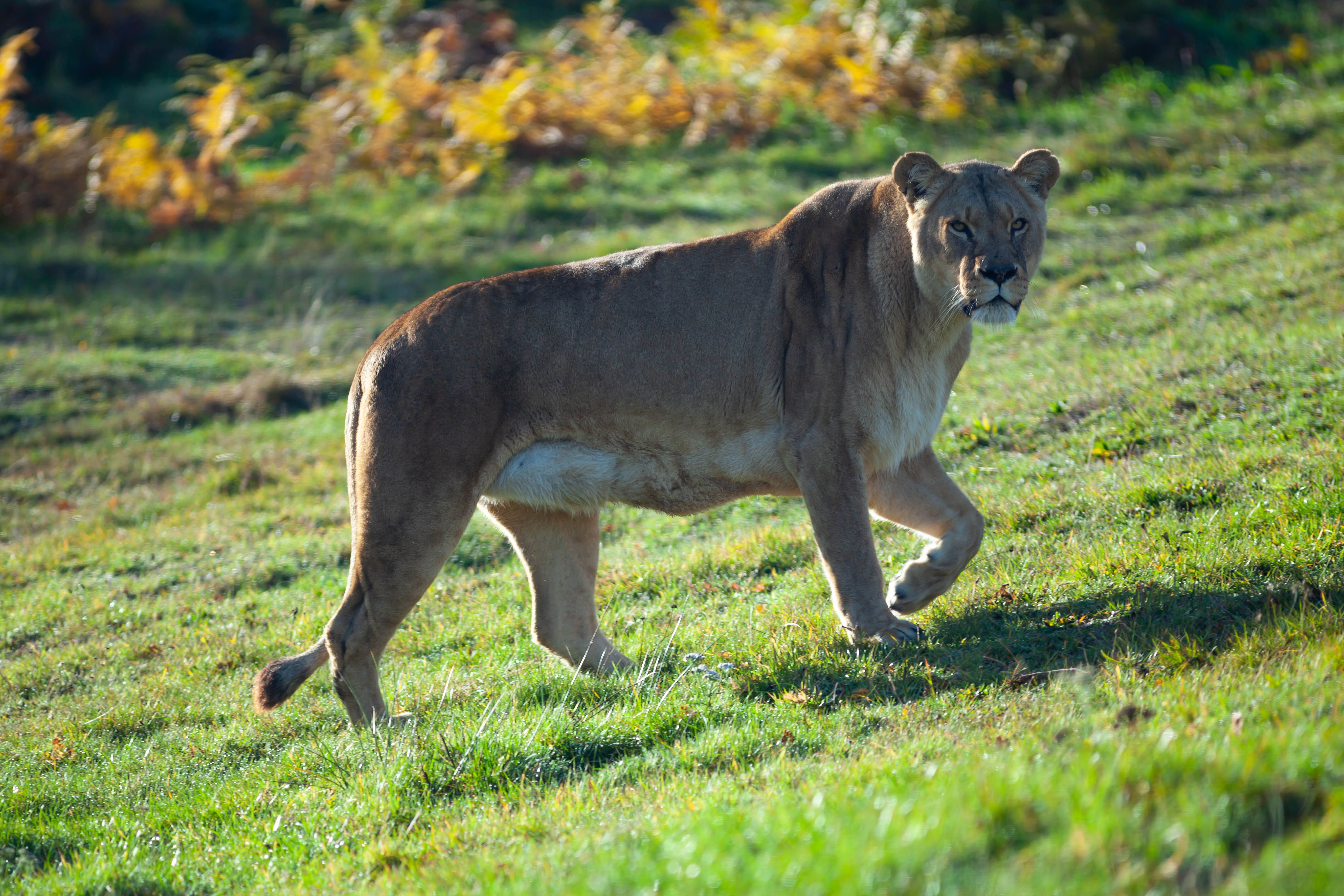 Brown Lioness on Green Grass Field · Free Stock Photo