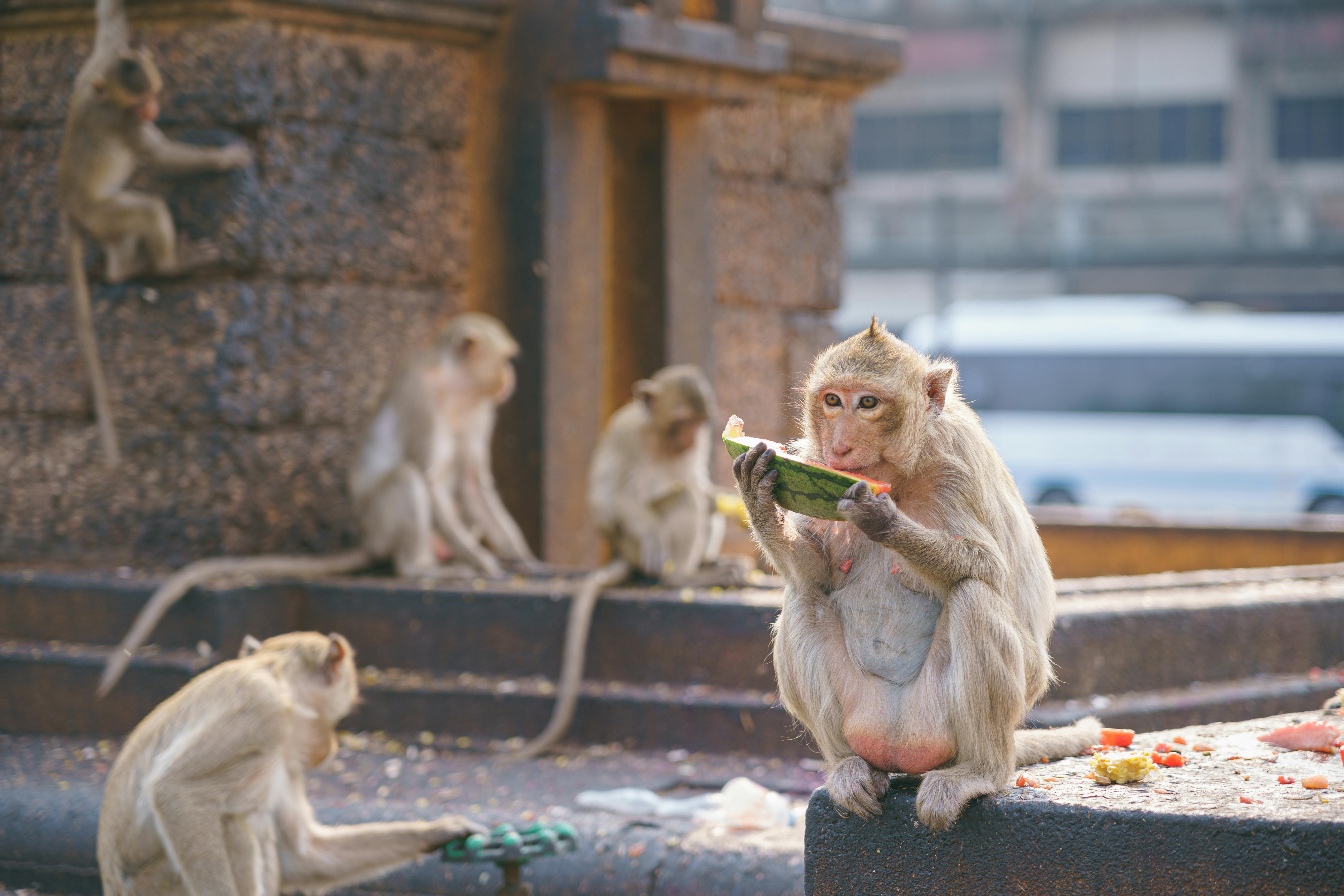 A Monkey Sitting on the Bricks · Free Stock Photo