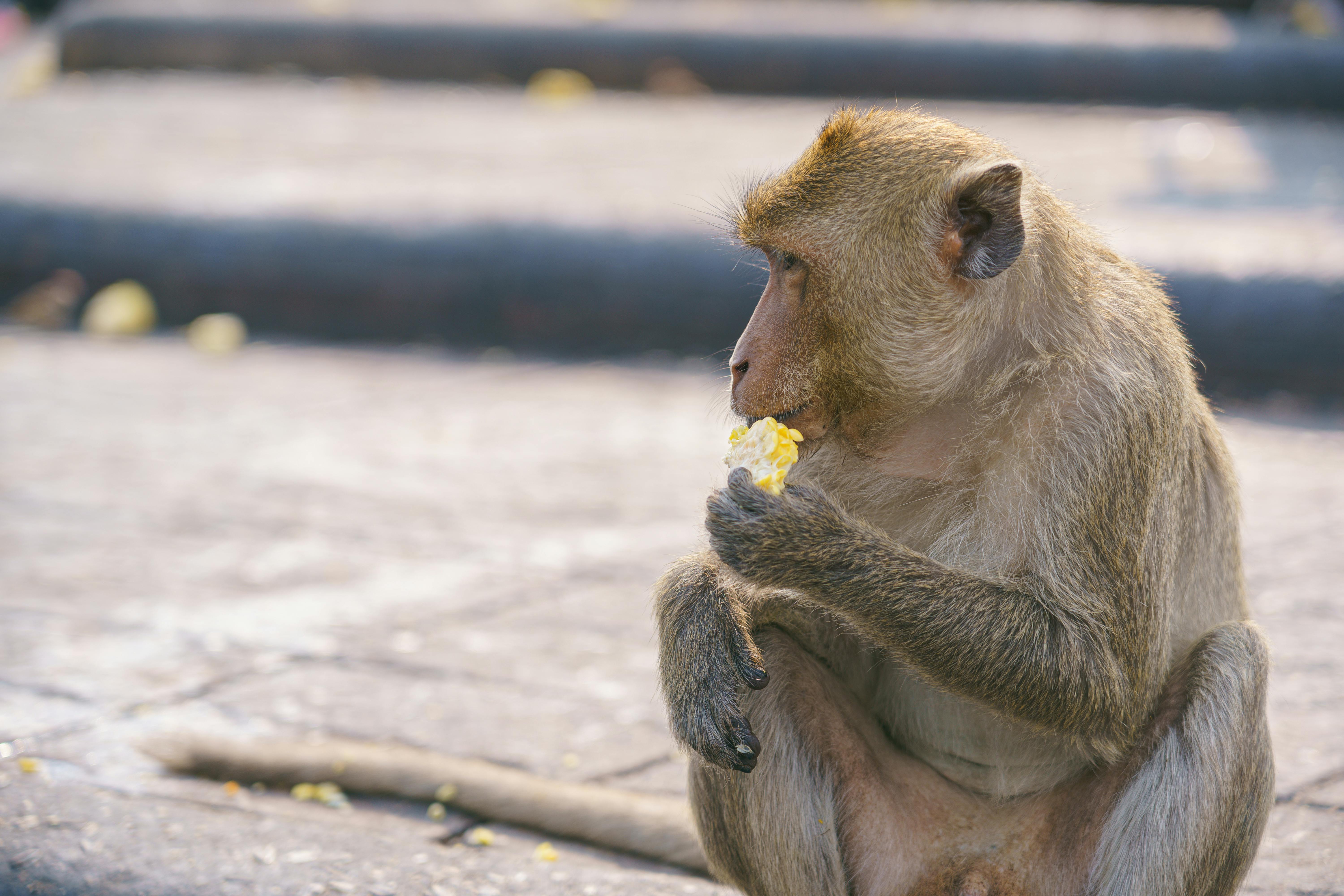 Photo Of Monkey · Free Stock Photo