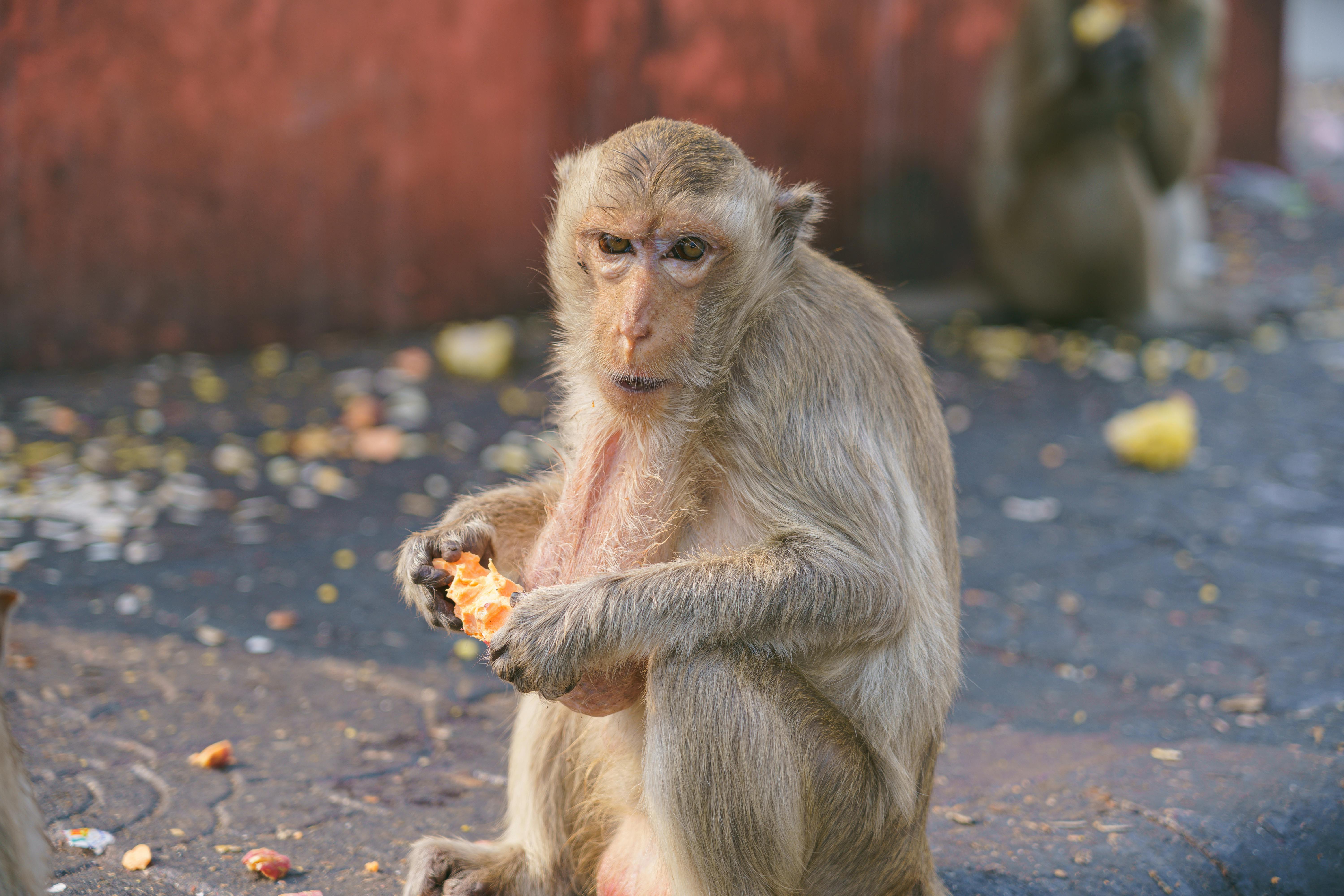 Photo of a Monkey · Free Stock Photo