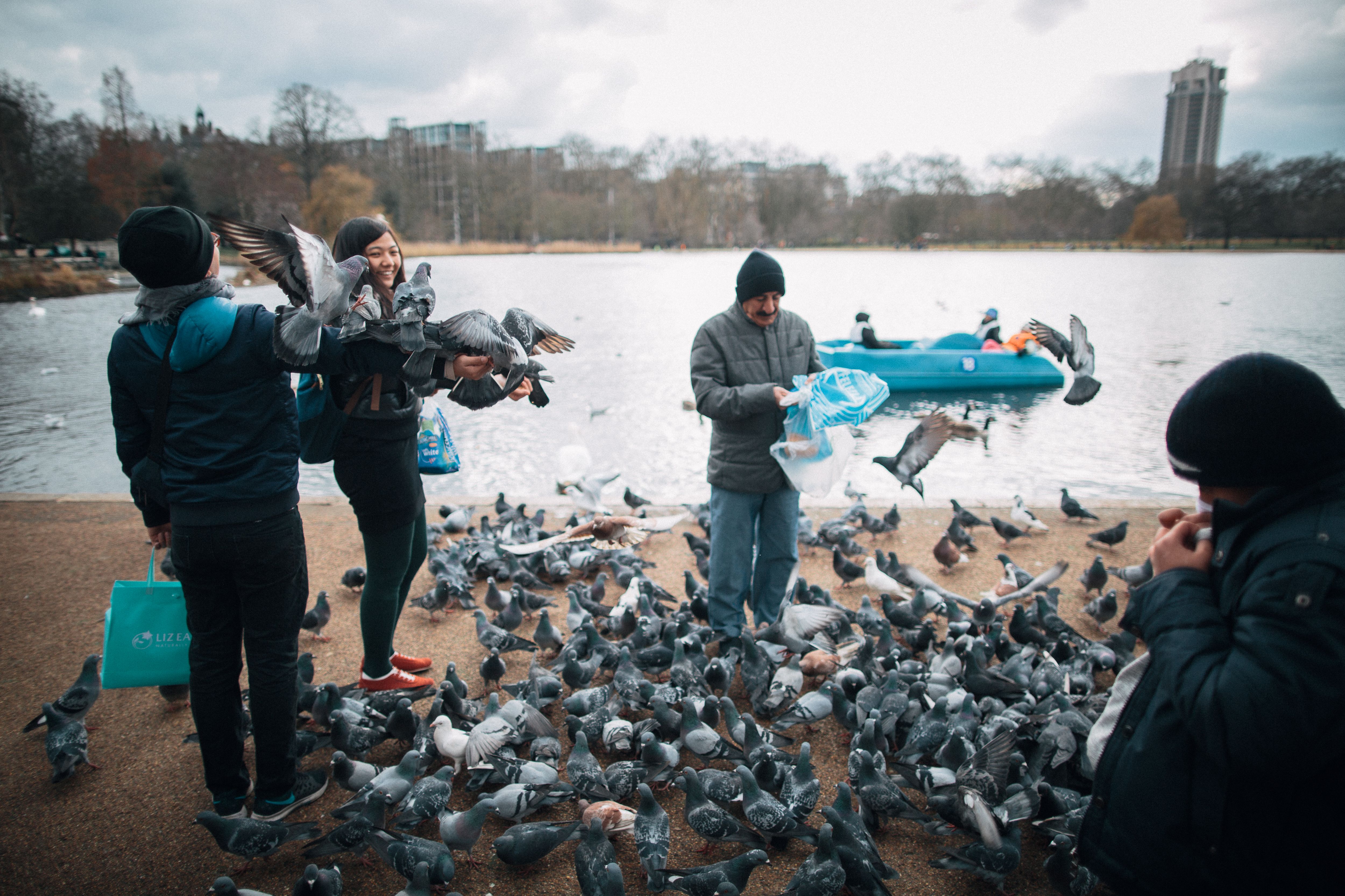 Man Feeding Geese and Pigeons · Free Stock Photo