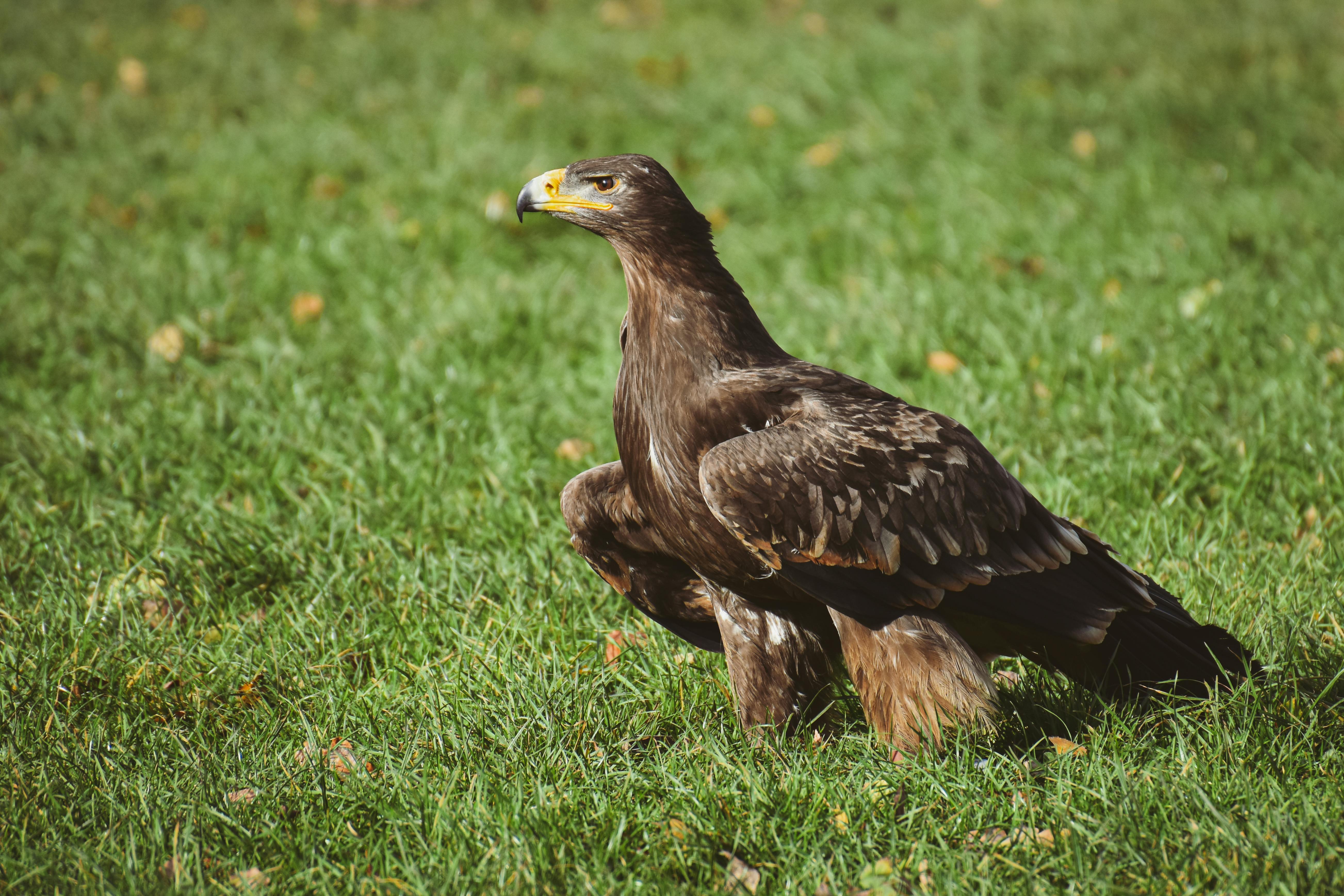 Golden Eagle on Grass Field · Free Stock Photo