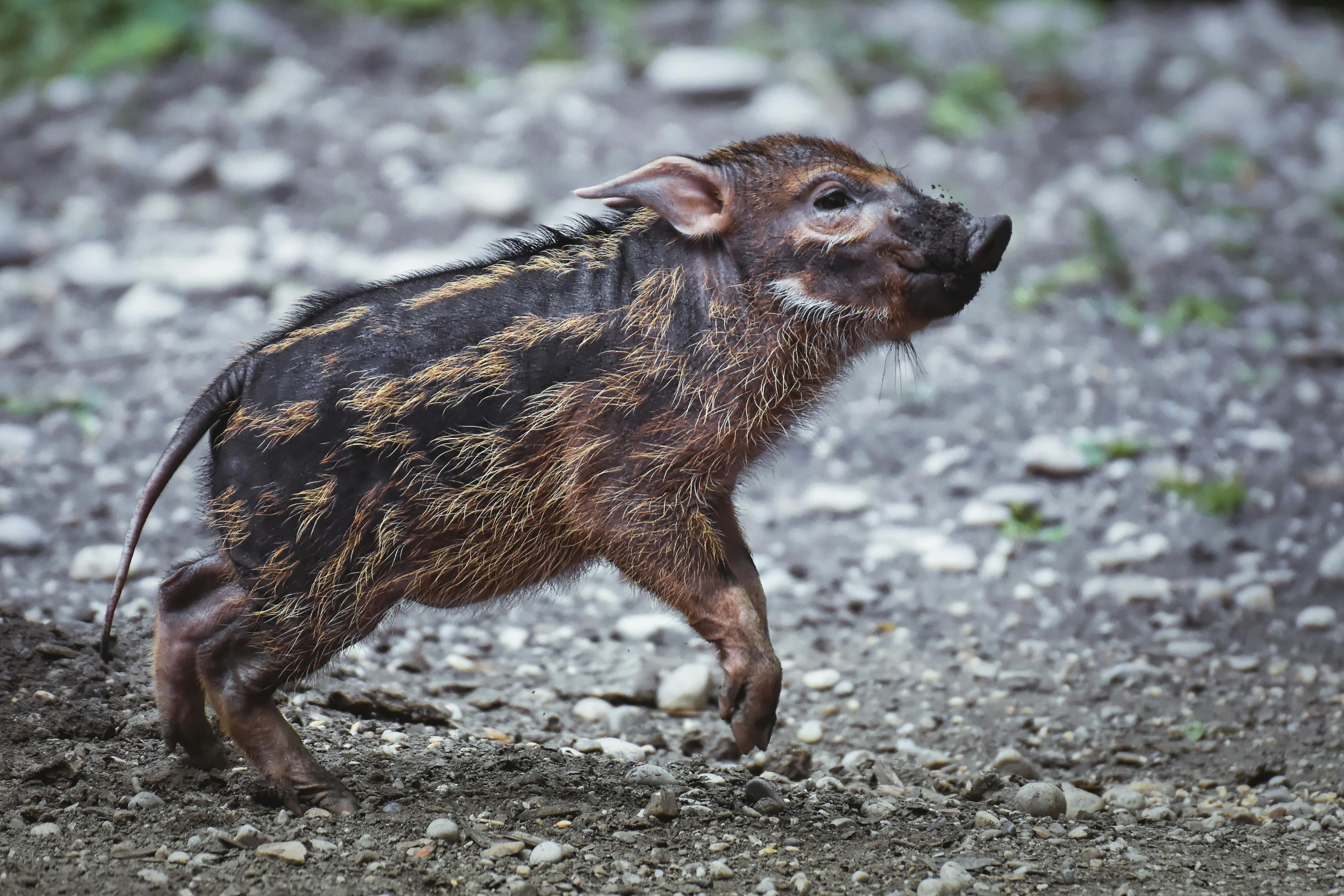 Domestic pigs near water on sandy coastline · Free Stock Photo