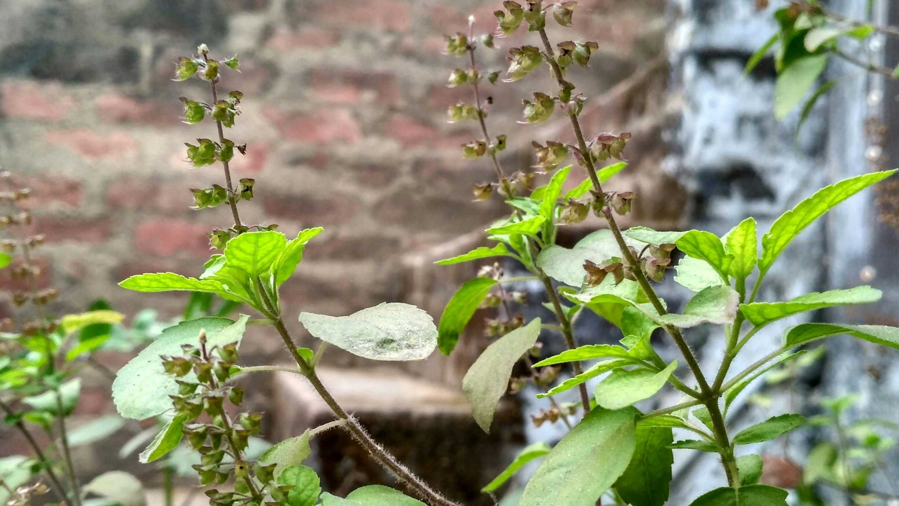 Free stock photo of Tulsi plant