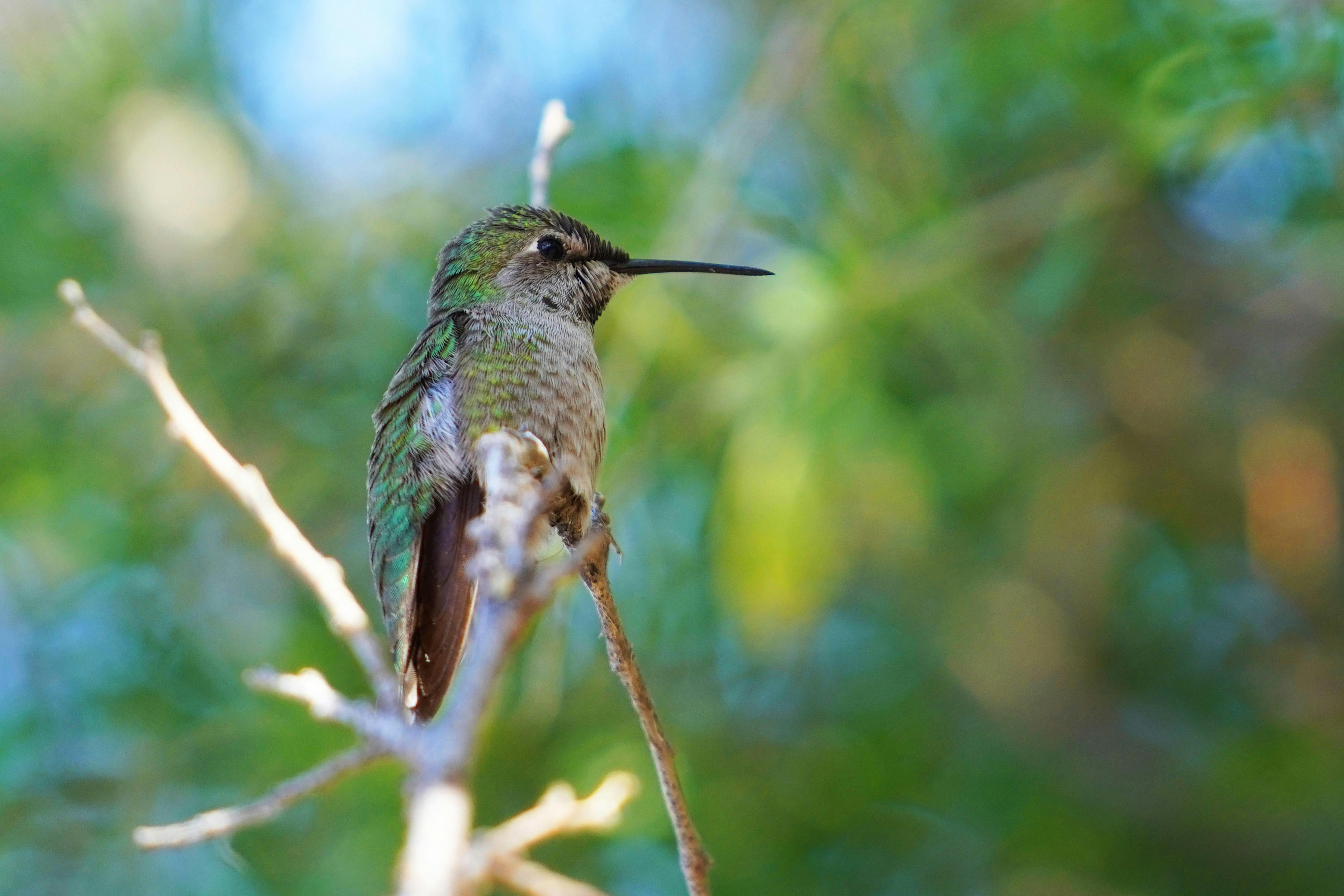 300+ Best Hummingbirds Photos · 100% Free Download · Pexels Stock Photos