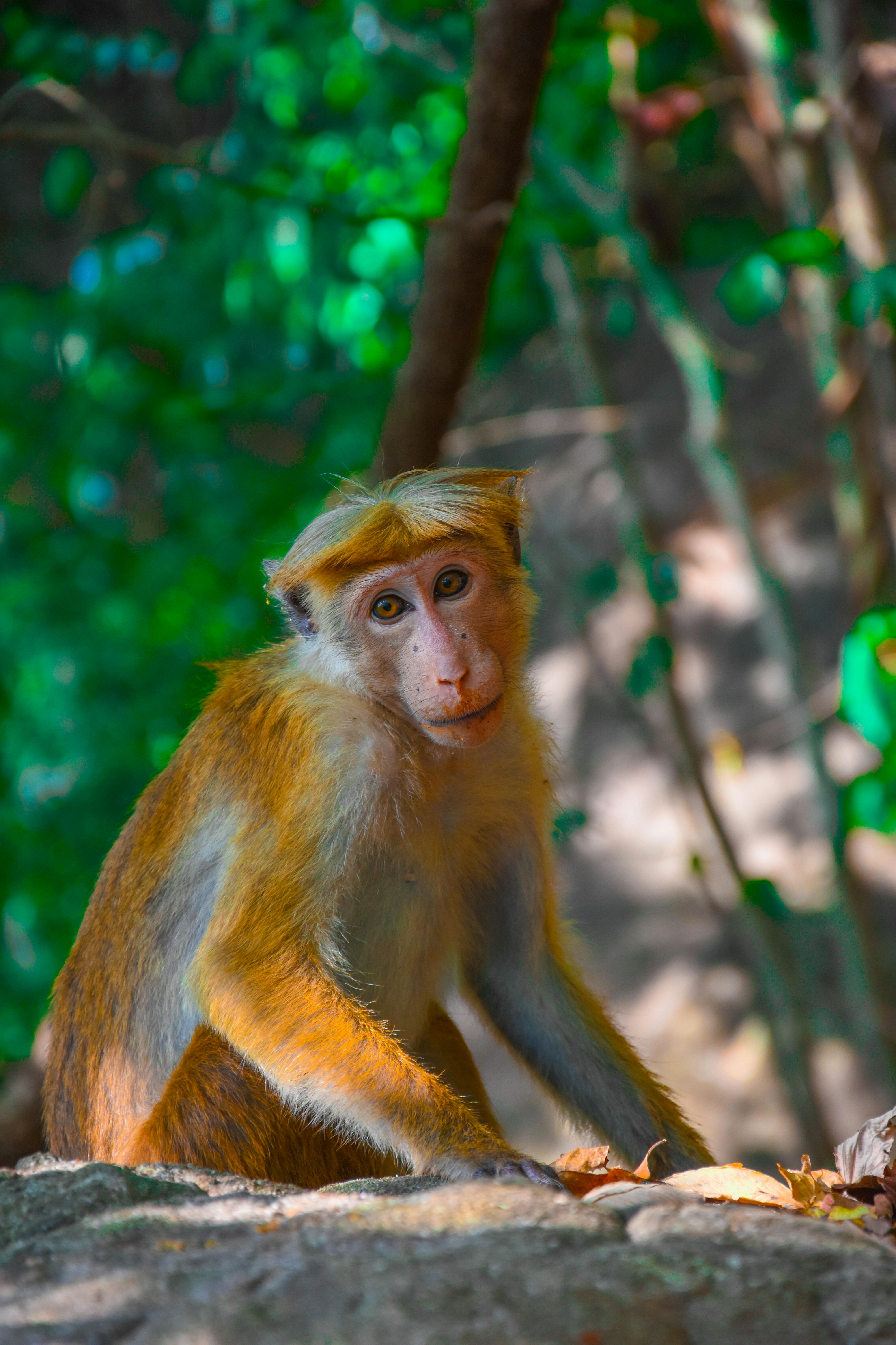 Monkey Touching a Coconut · Free Stock Photo