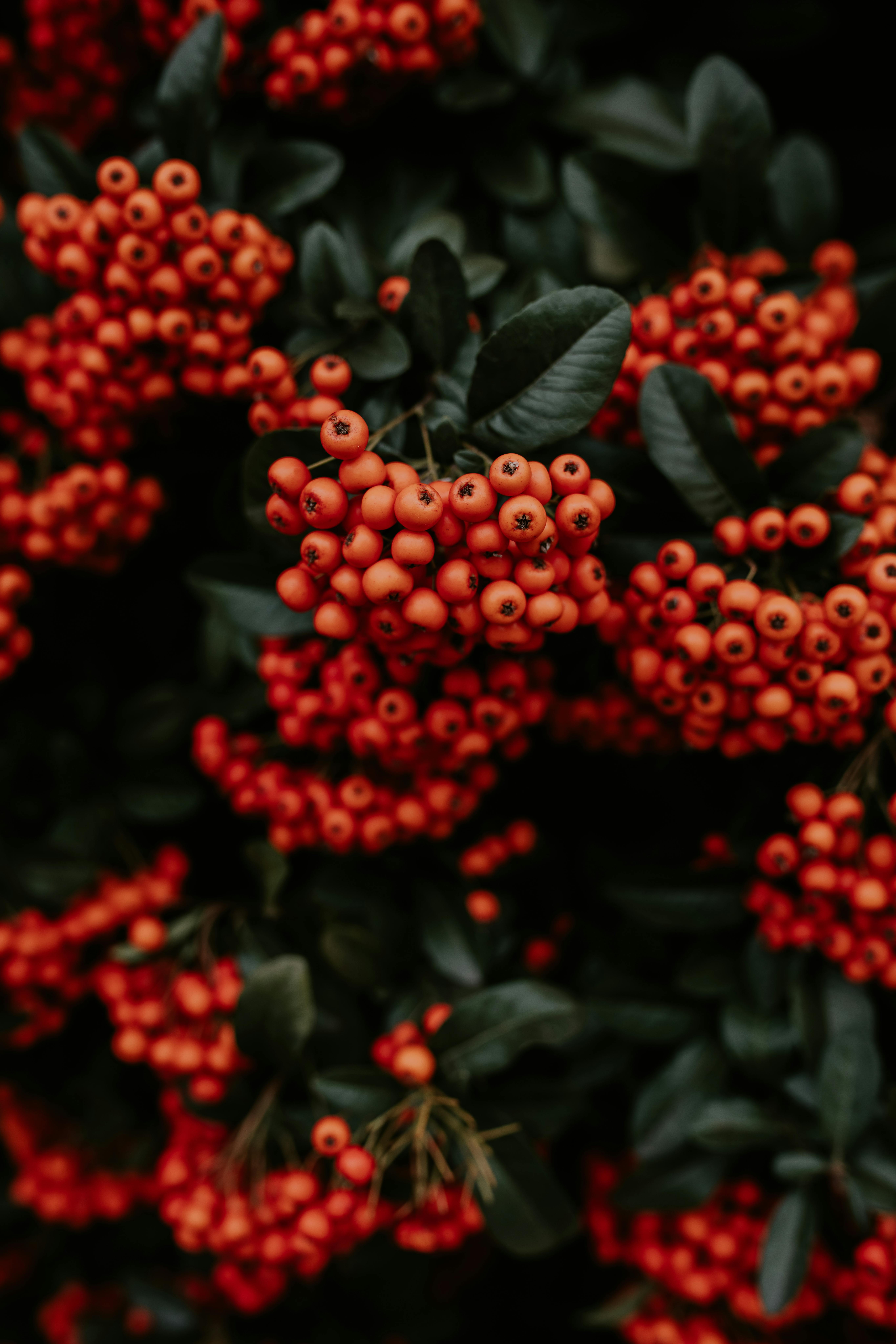 Rowan Tree in Close-Up Photography · Free Stock Photo