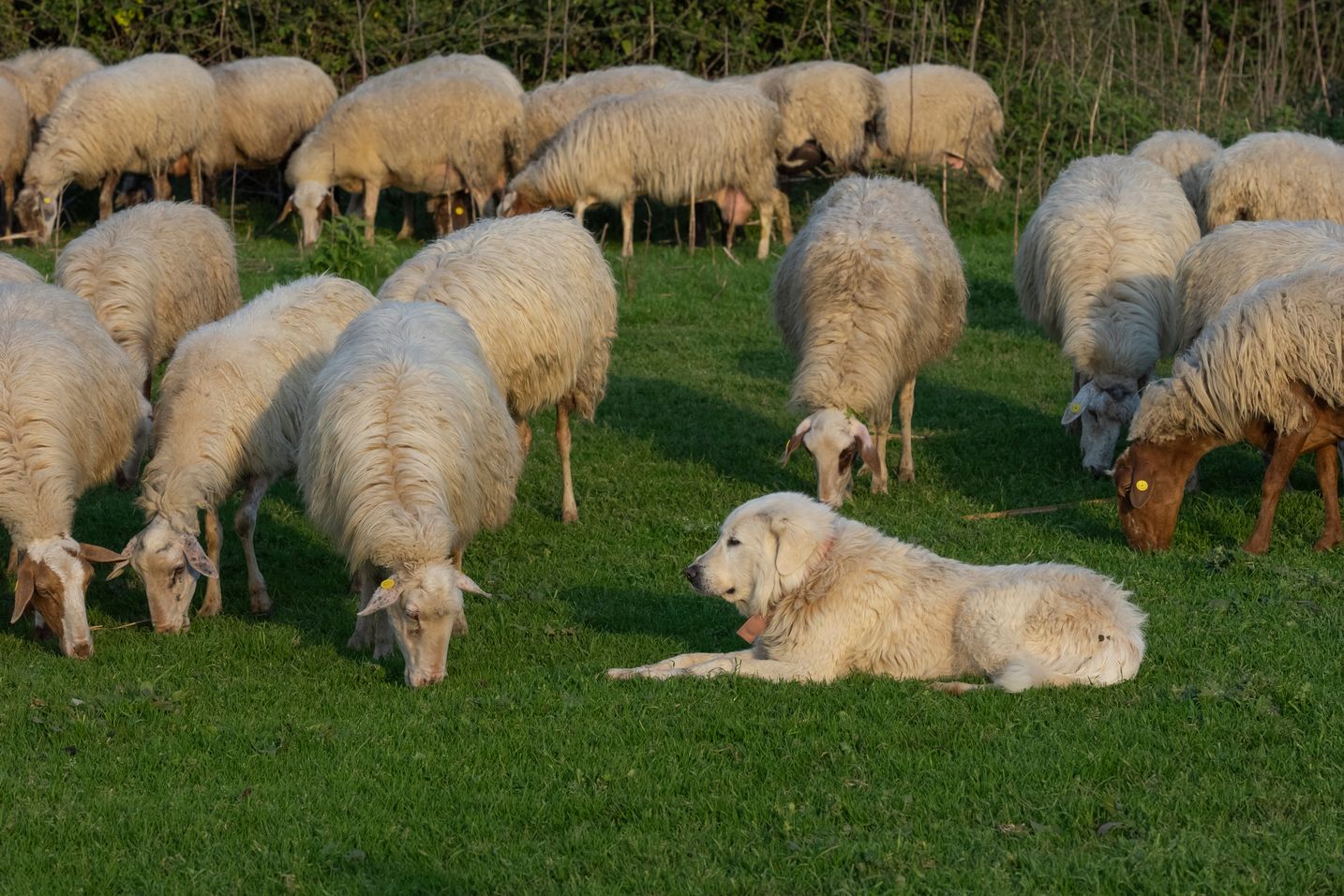 Effective Sheep Dog Training Techniques for Beginners