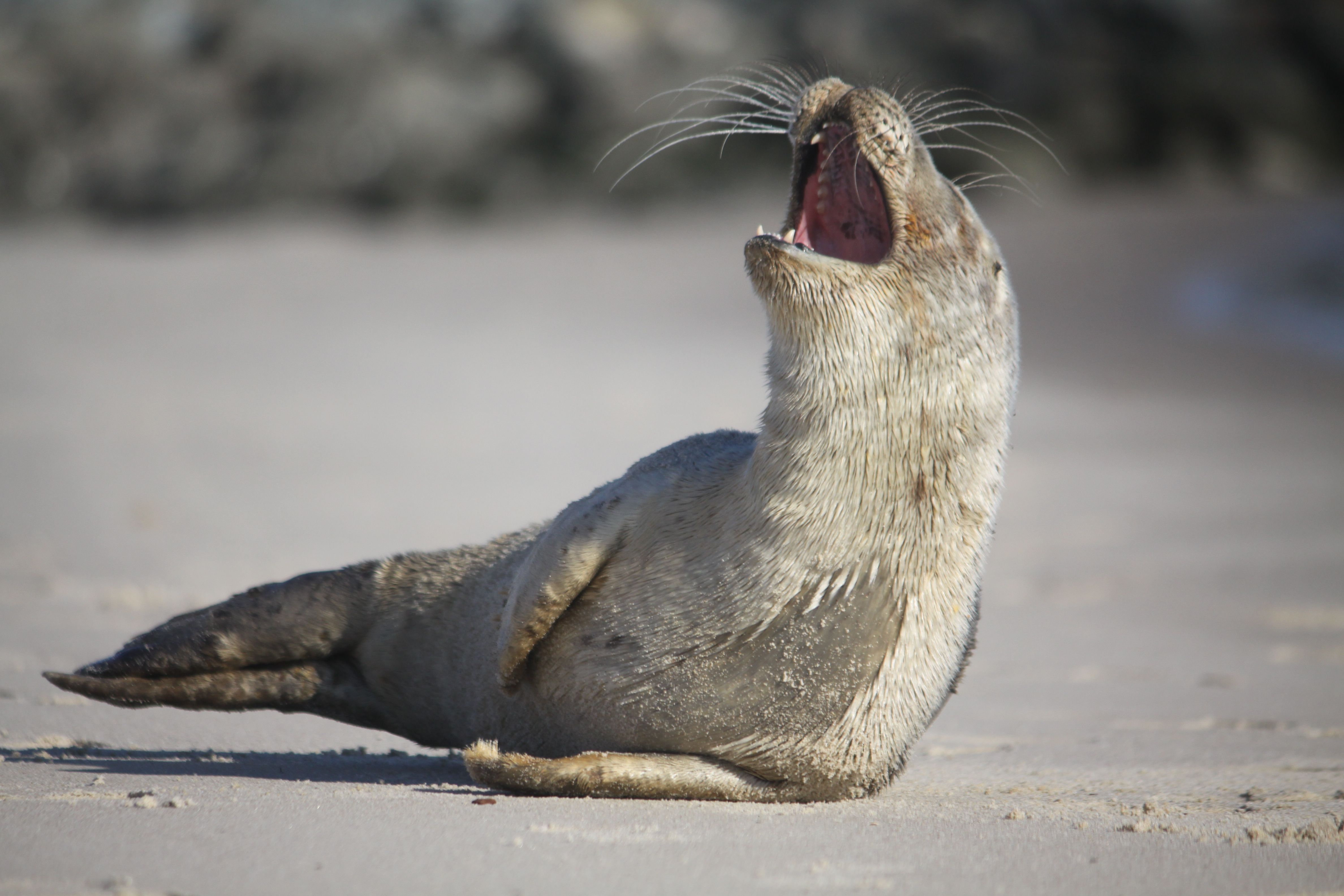 Seal Desktop Wallpaper Photos, Download The BEST Free Seal Desktop ...