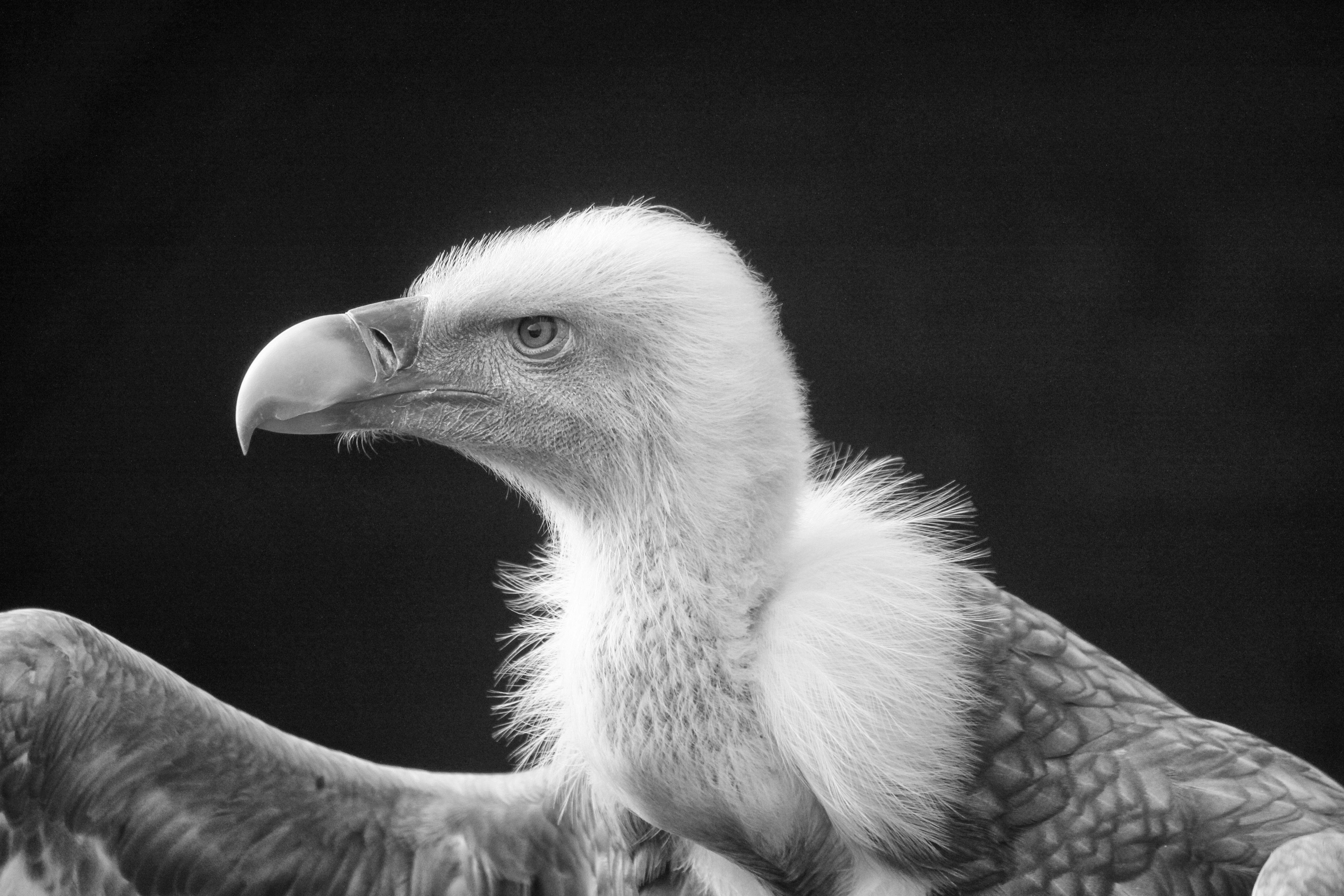 174+ Best Free Vulture Stock Photos & Images · 100% Royalty-Free HD ...