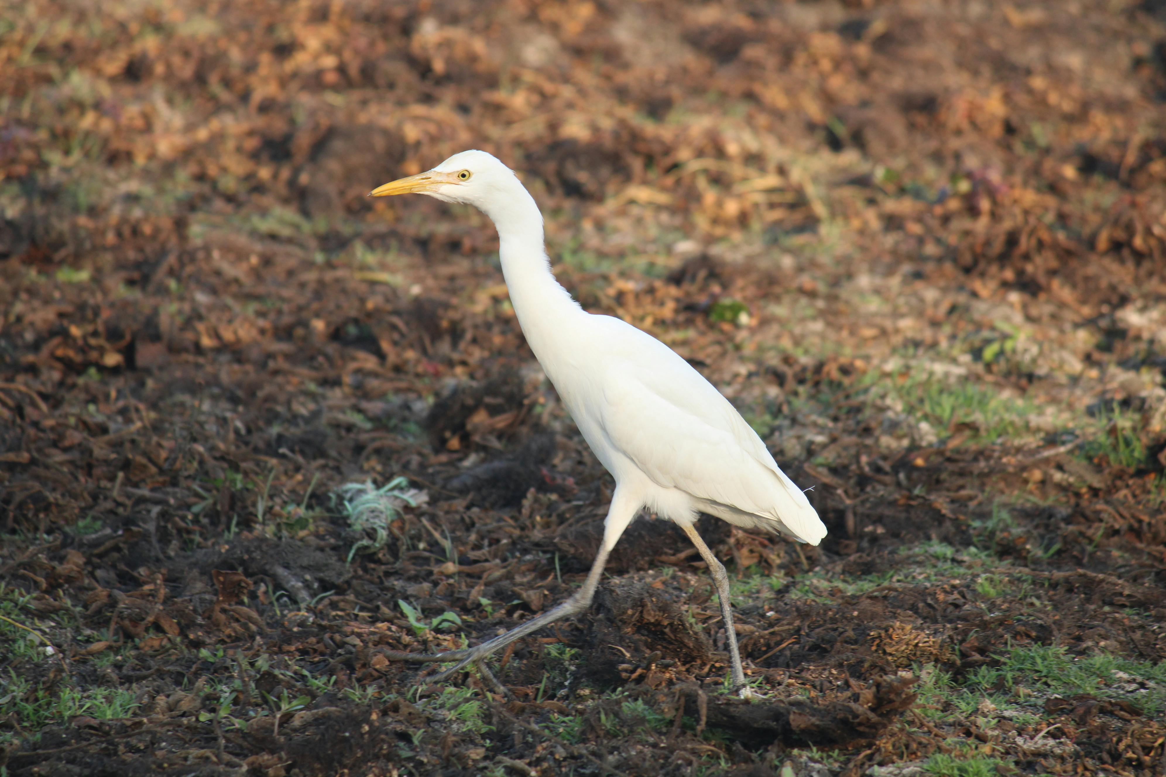 Close Up Photo of an Egret · Free Stock Photo