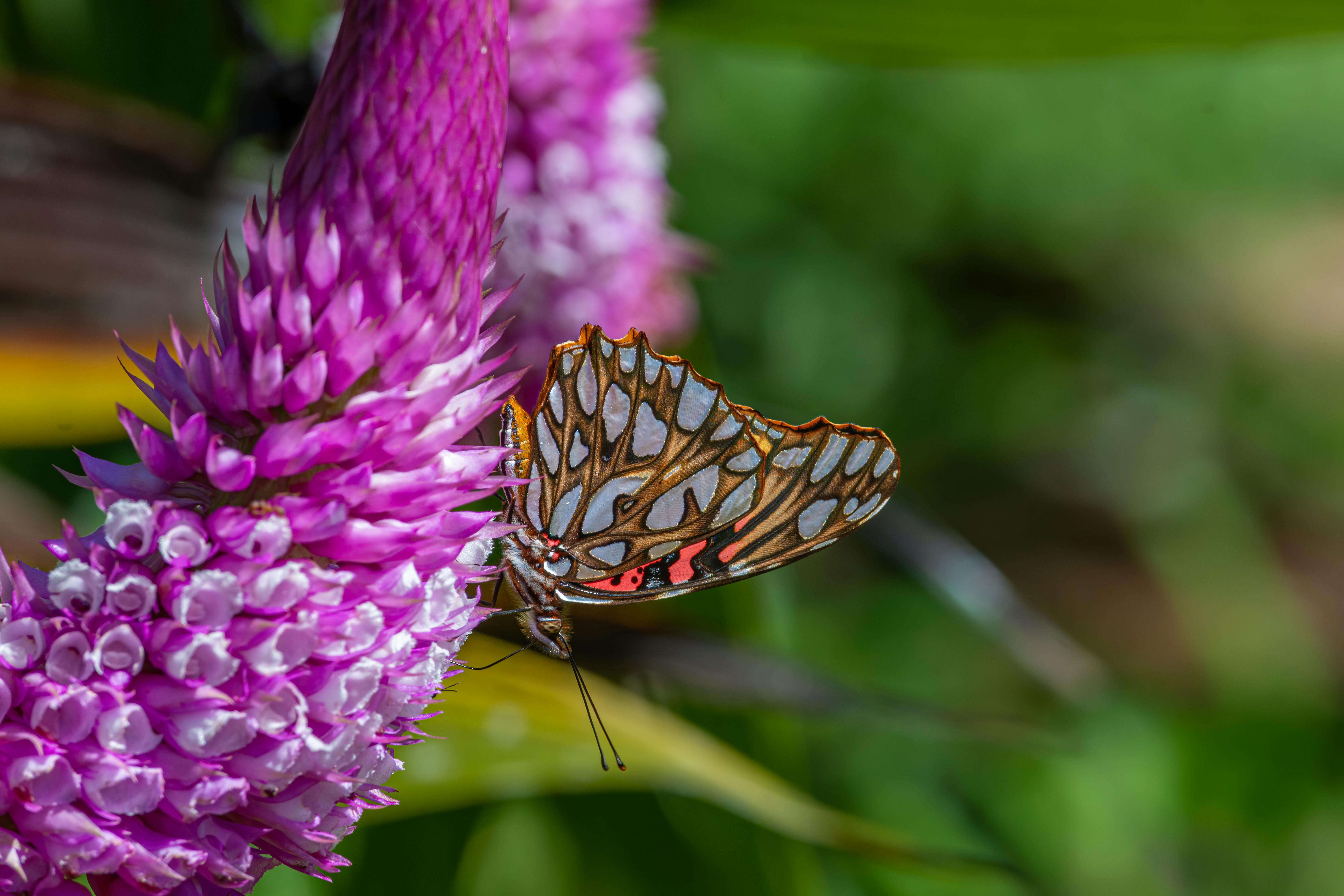 Butterfly Flying Above Wildflowers on a Field · Free Stock Photo