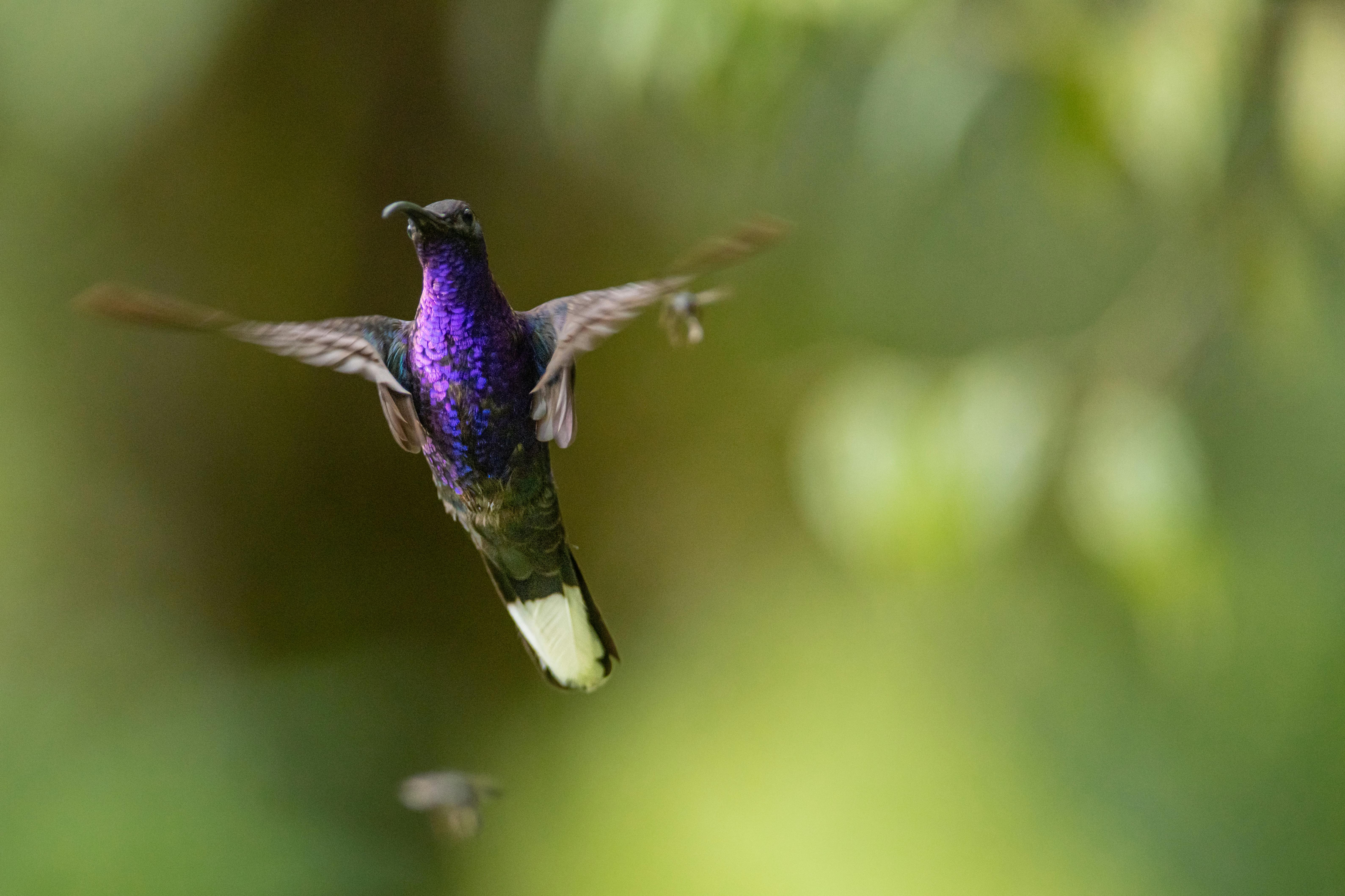 Close-Up Shot of a Hummingbird · Free Stock Photo