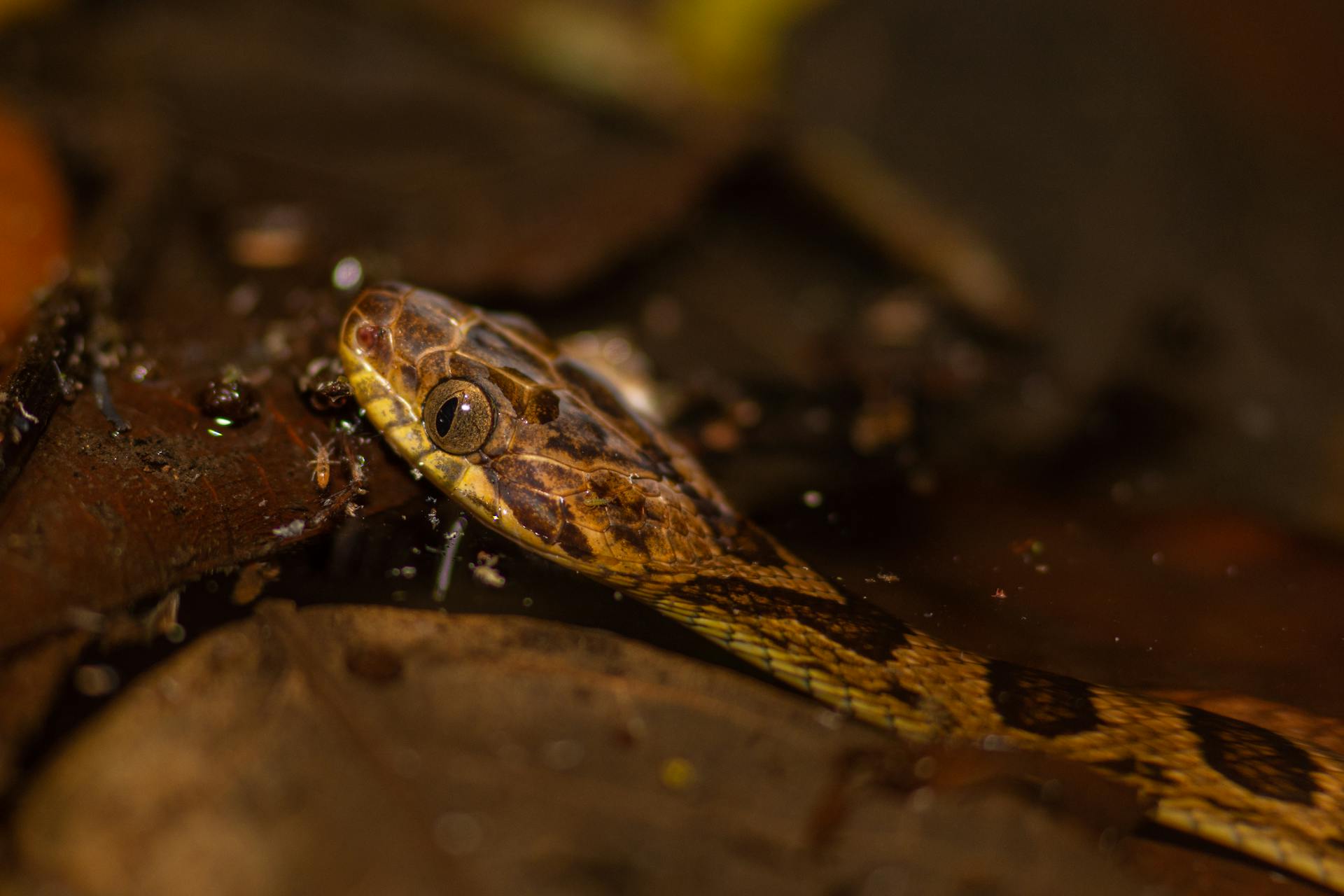 Florida Snakes List: Safe & Venomous Species Guide