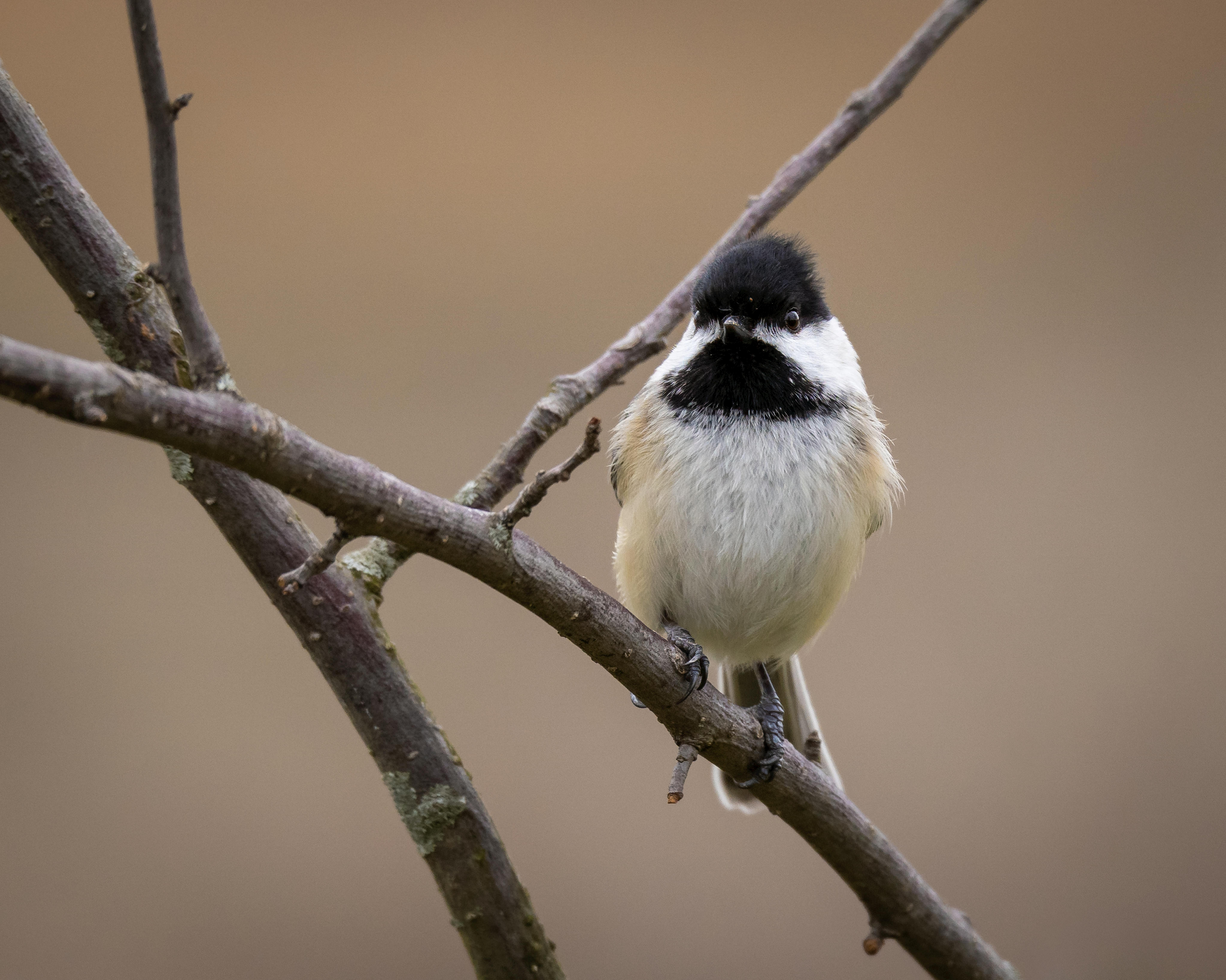 Close-Up Photography of a Black-Capped Chickadee on a Tree Branch ...