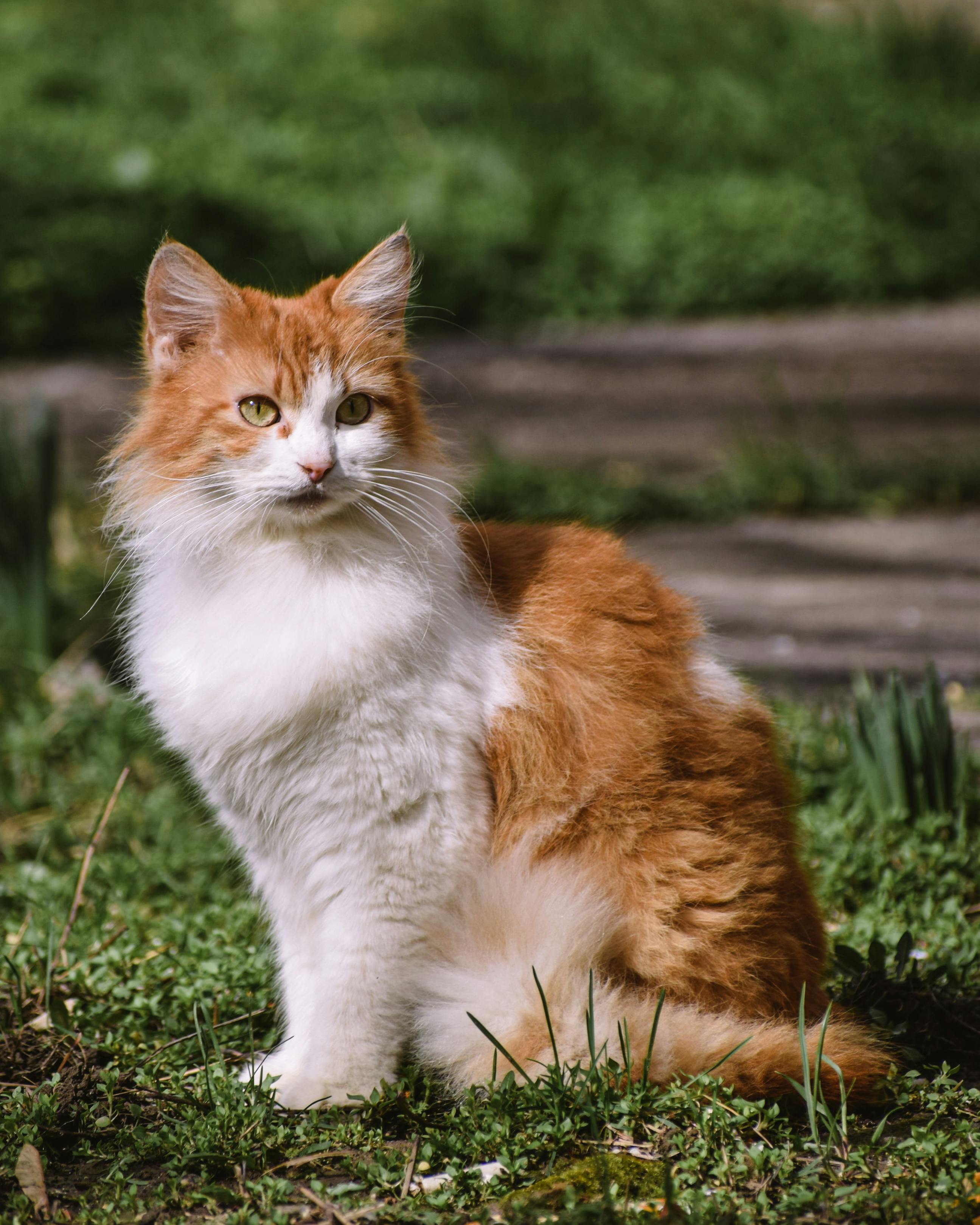 Curious cat peeking out from behind fence on street · Free Stock Photo