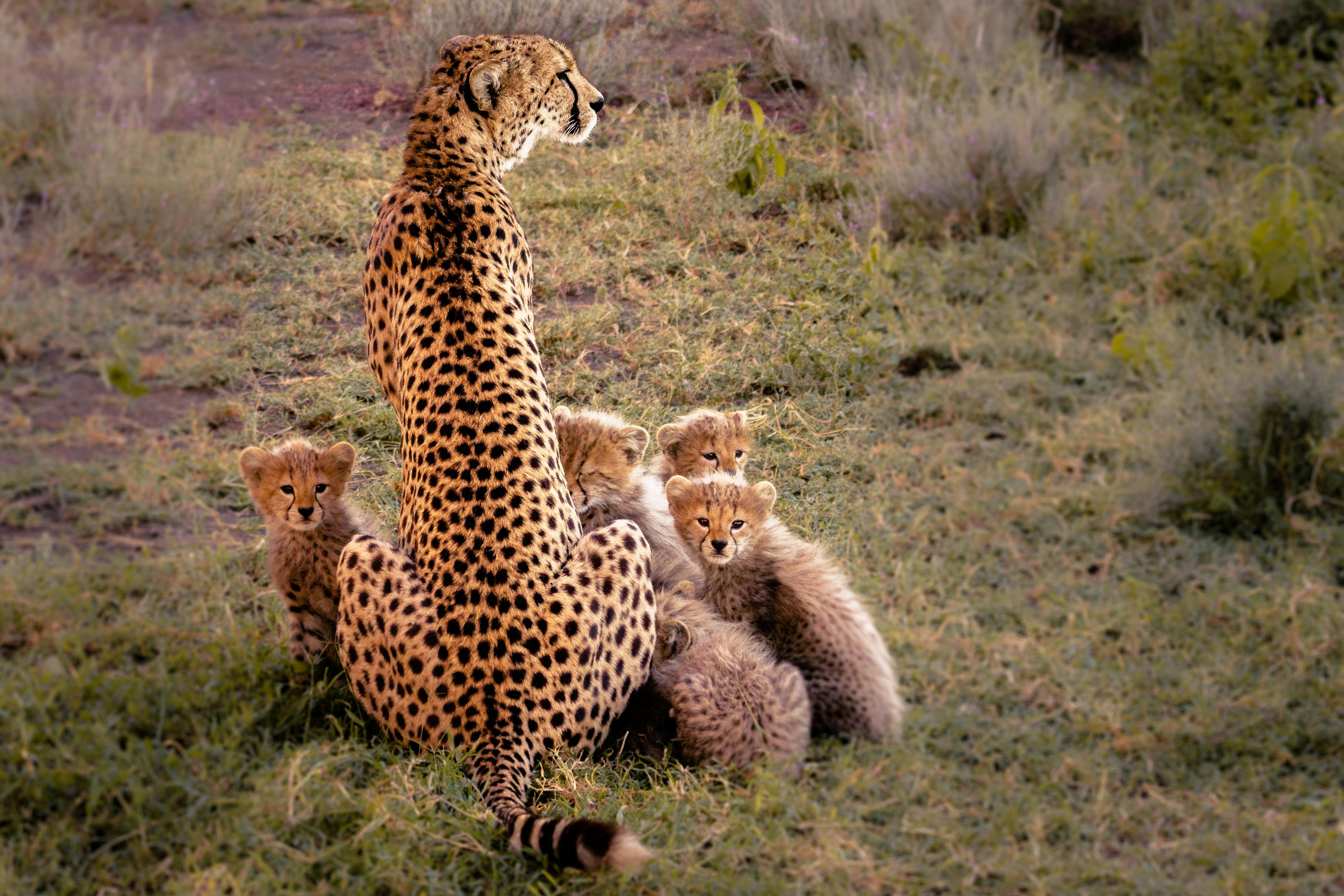 Cheetah with the Cubs on Green Grass · Free Stock Photo