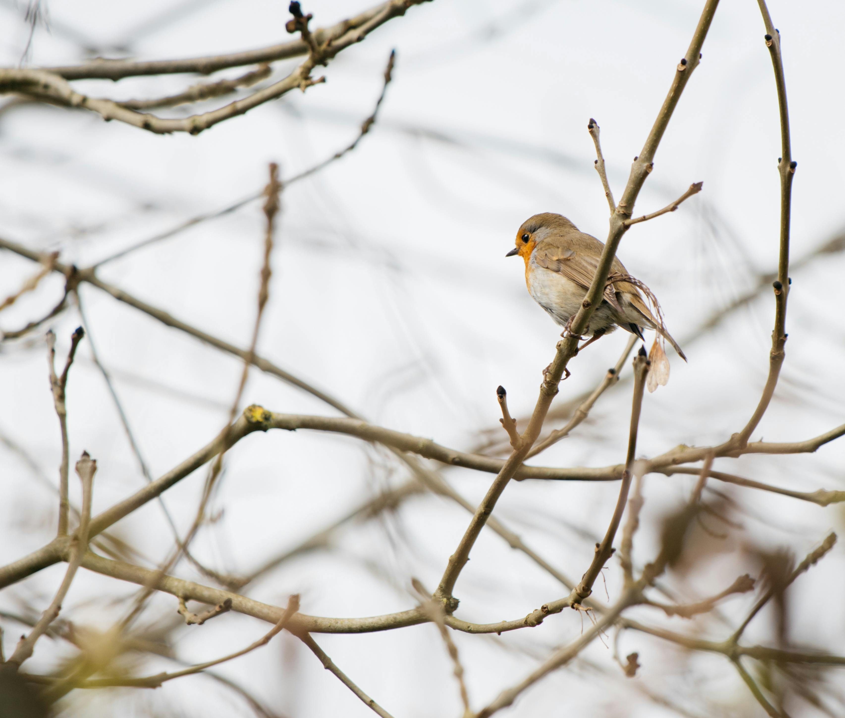 29,165+ Best Free Robin bird Stock Photos & Images · 100% Royalty-Free ...