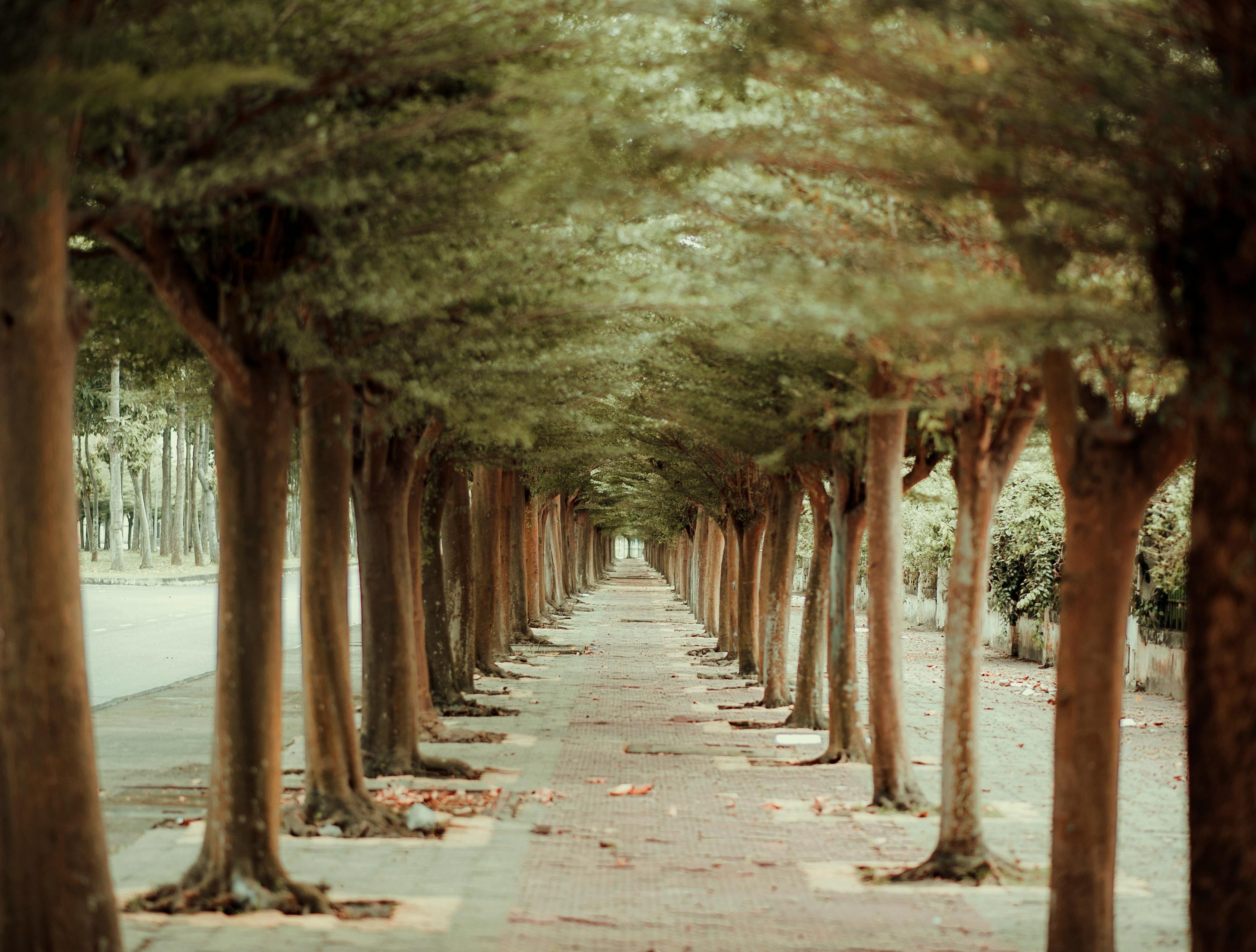 Trees in Straight Line Beside Pathway · Free Stock Photo