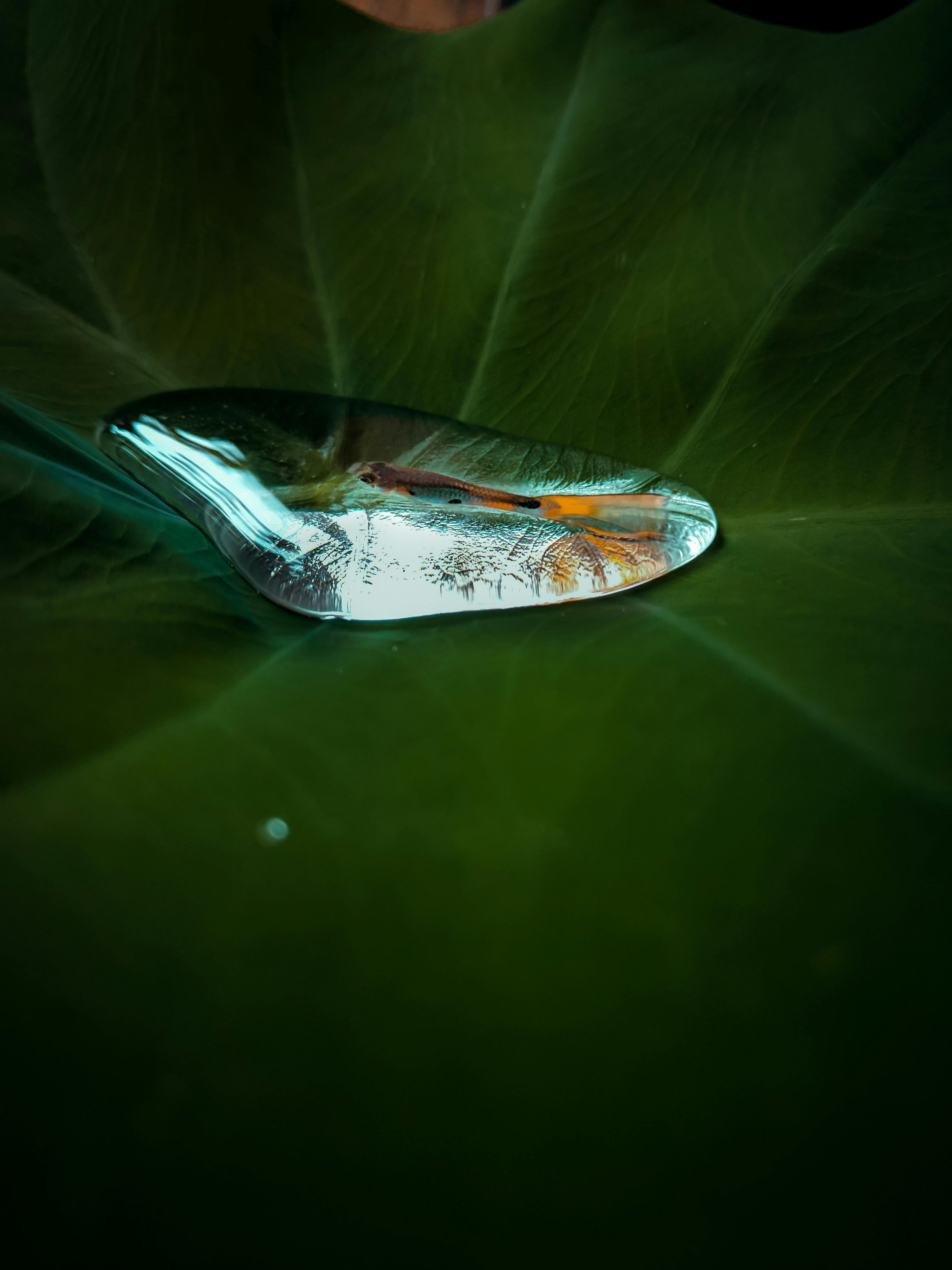 Close-up of a Tiny fish Swimming in a Water Drop on a Leaf · Free Stock ...