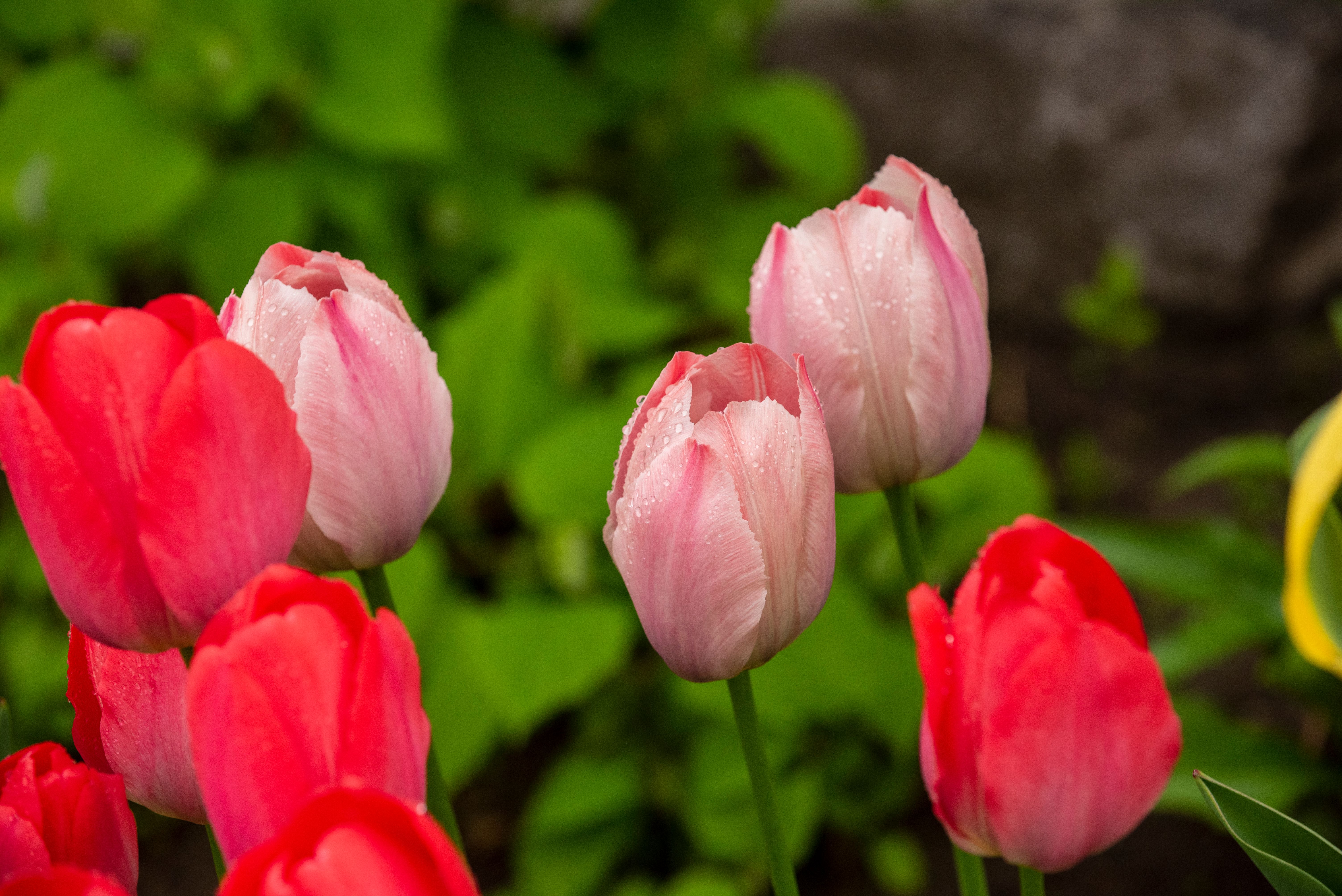 Close Up Photo of Pink and Red Tulips · Free Stock Photo