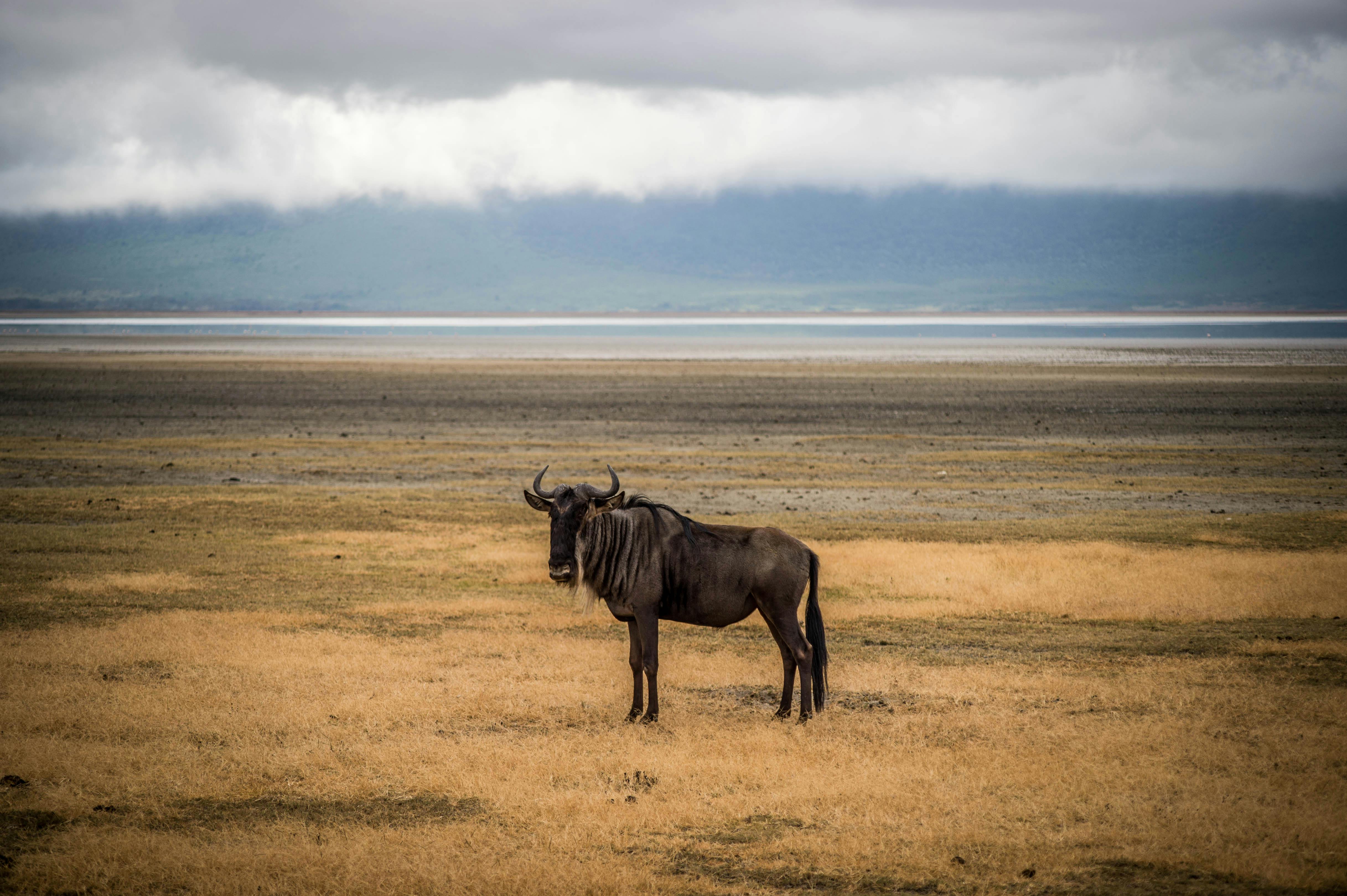 Photo of a Wildebeest on a Field · Free Stock Photo