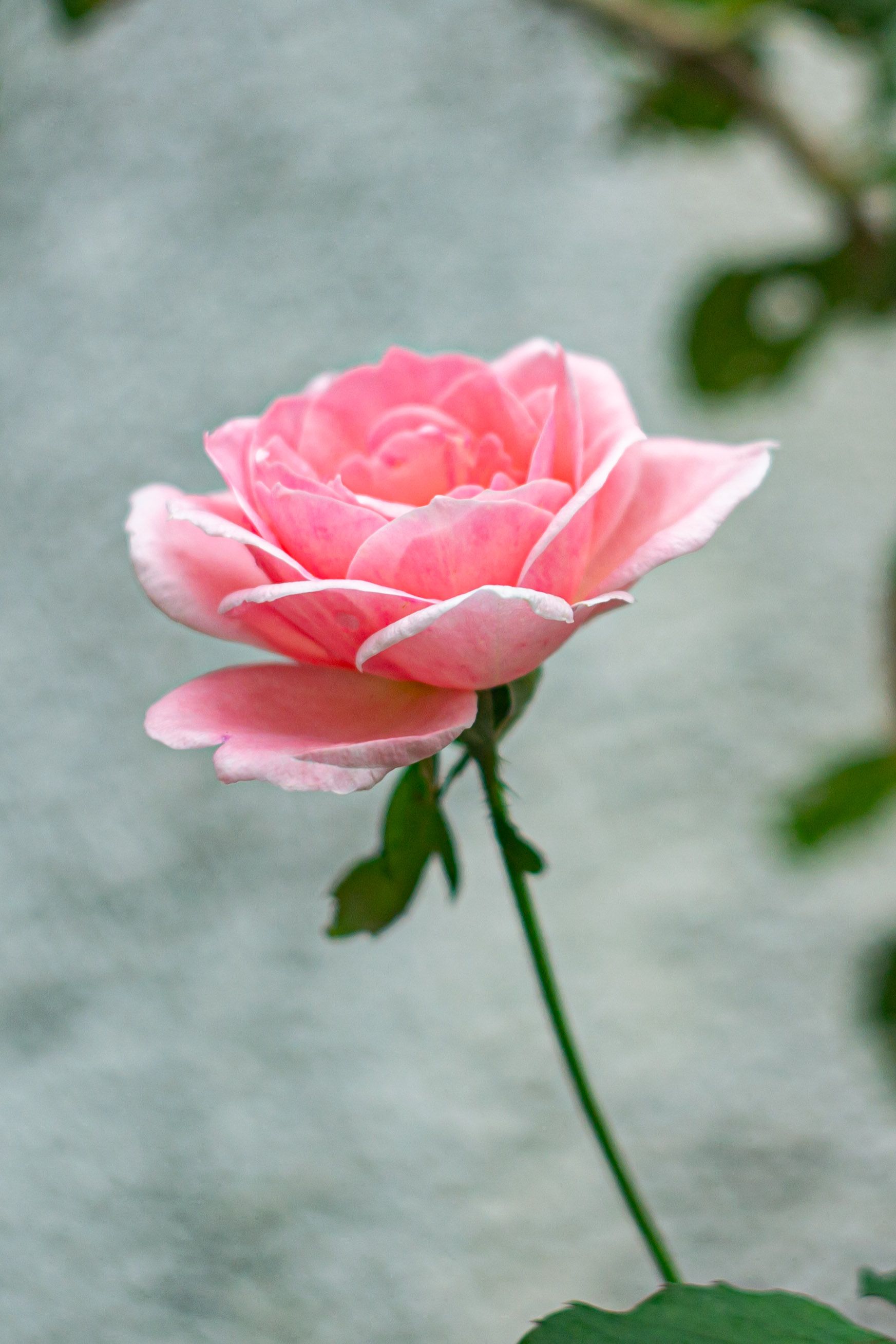 Pink Rose in Close-up Photography · Free Stock Photo