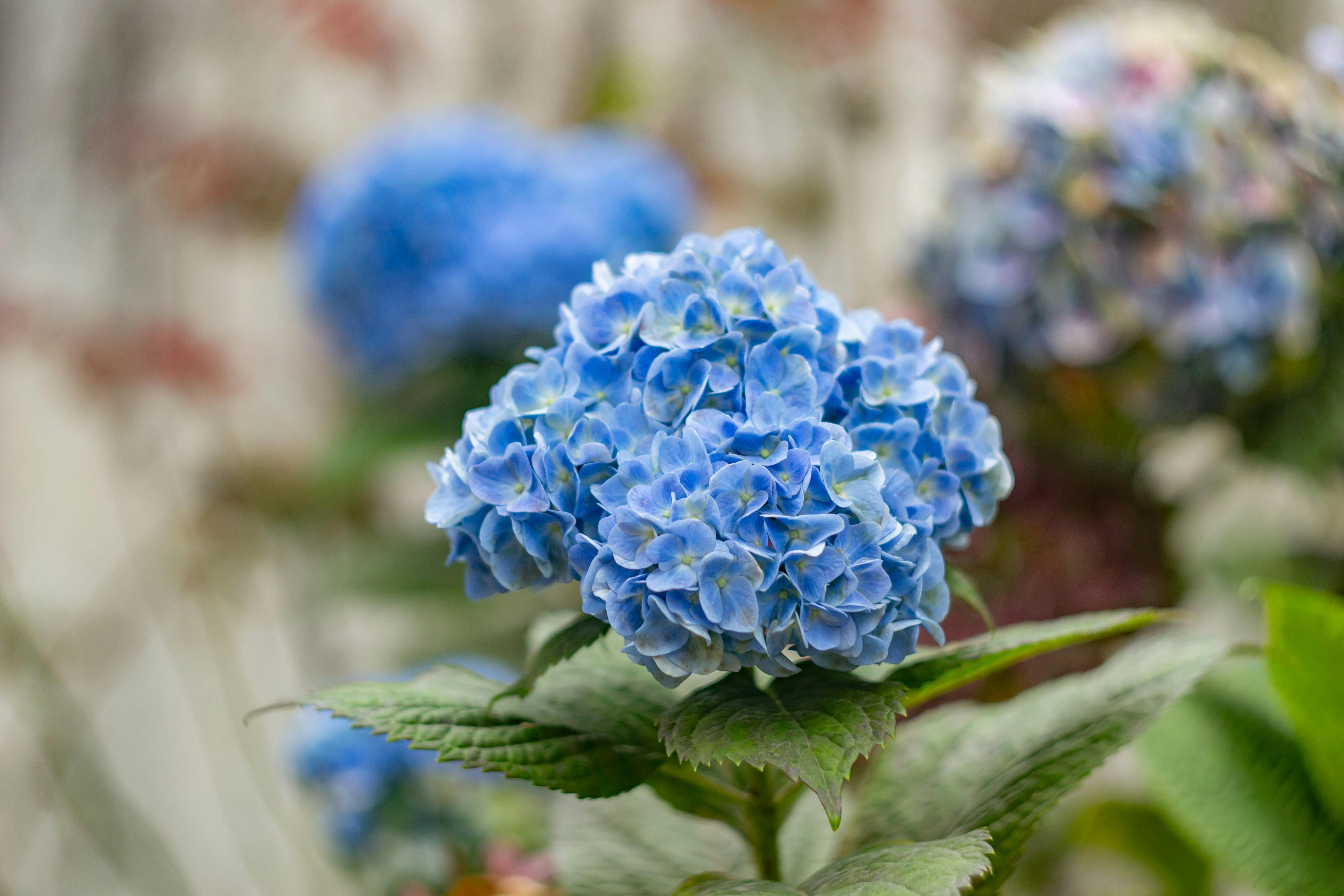 Blue French Hydrangea Flowers · Free Stock Photo