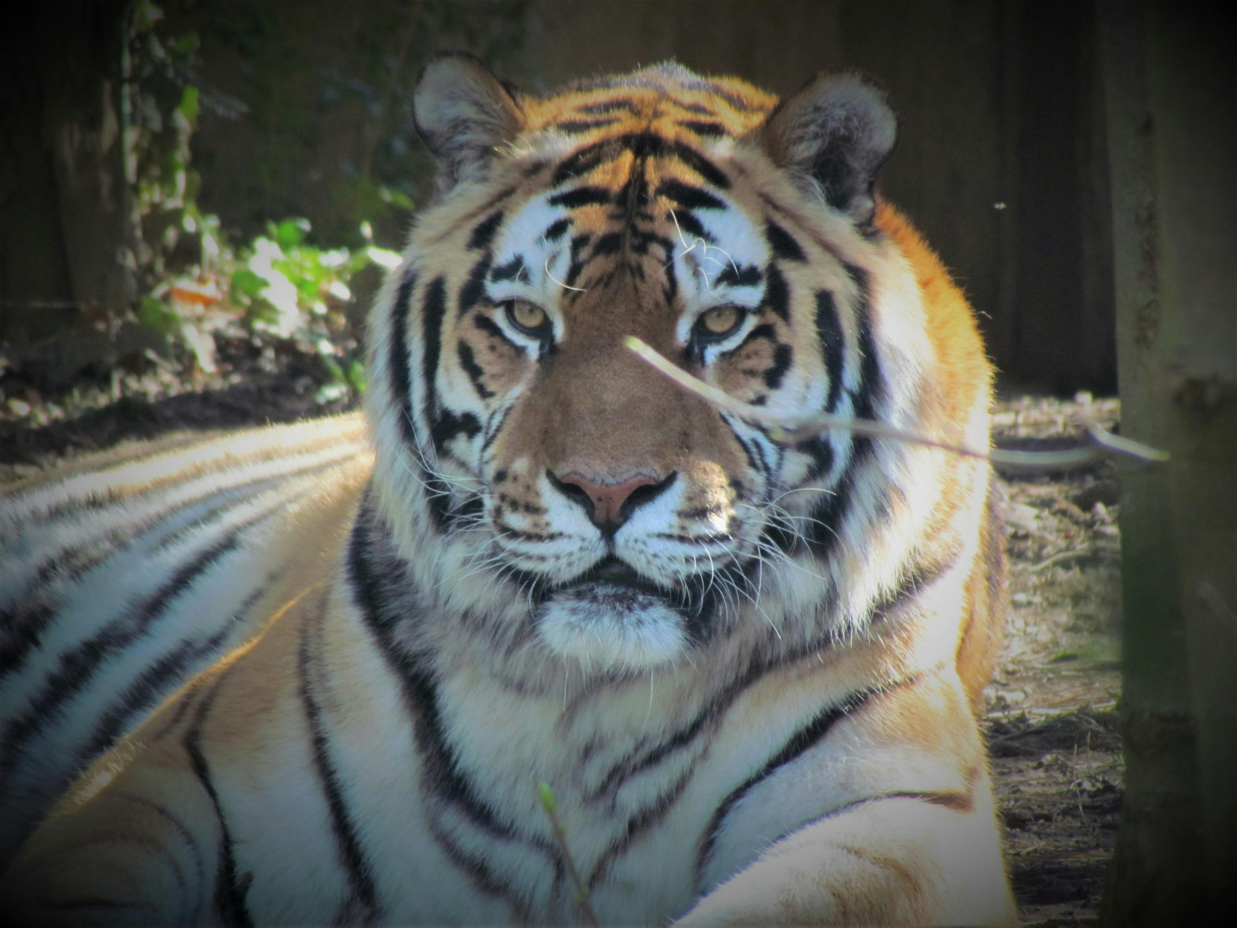 Big Cats & Small Cats 21 Photos & Videos Collected by A B