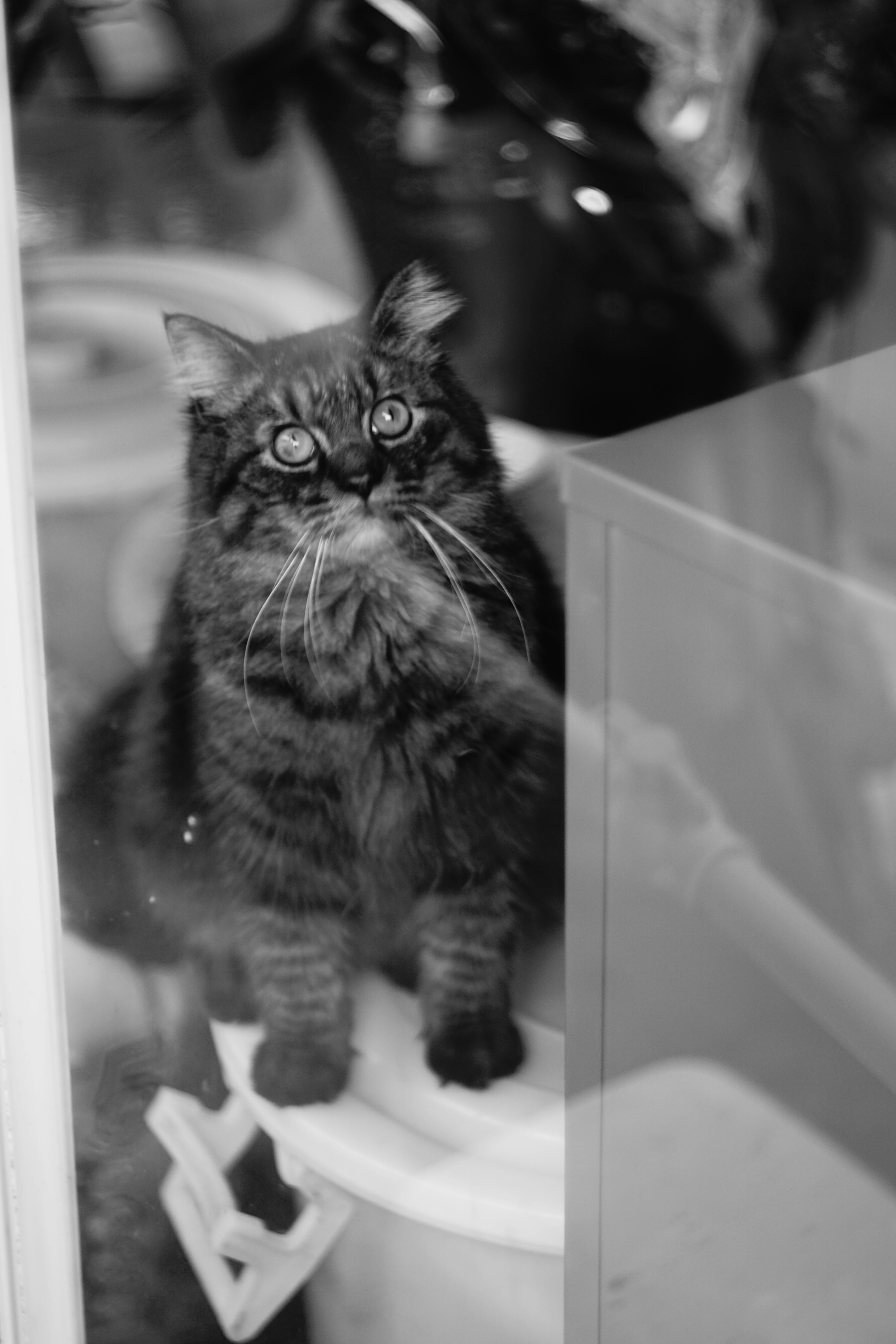 40+ Best Meow Photos · 100% Free Download · Pexels Stock Photos