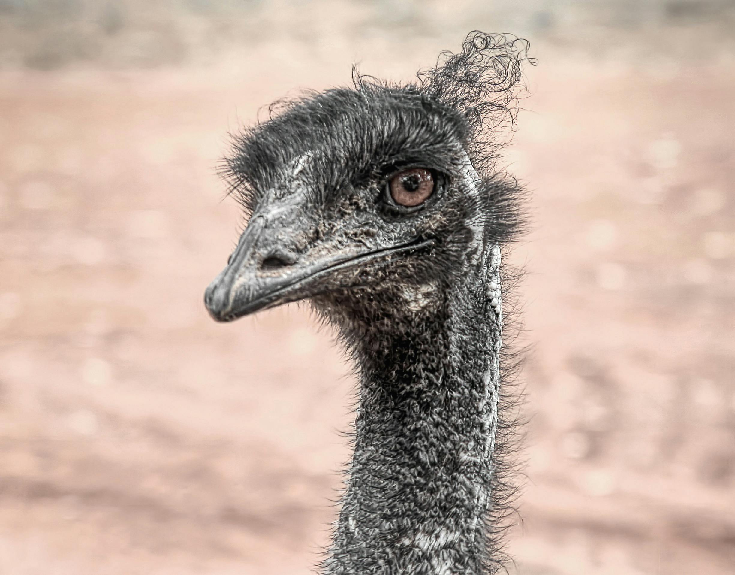 20+ Best Emu Photos · 100% Free Download · Pexels Stock Photos